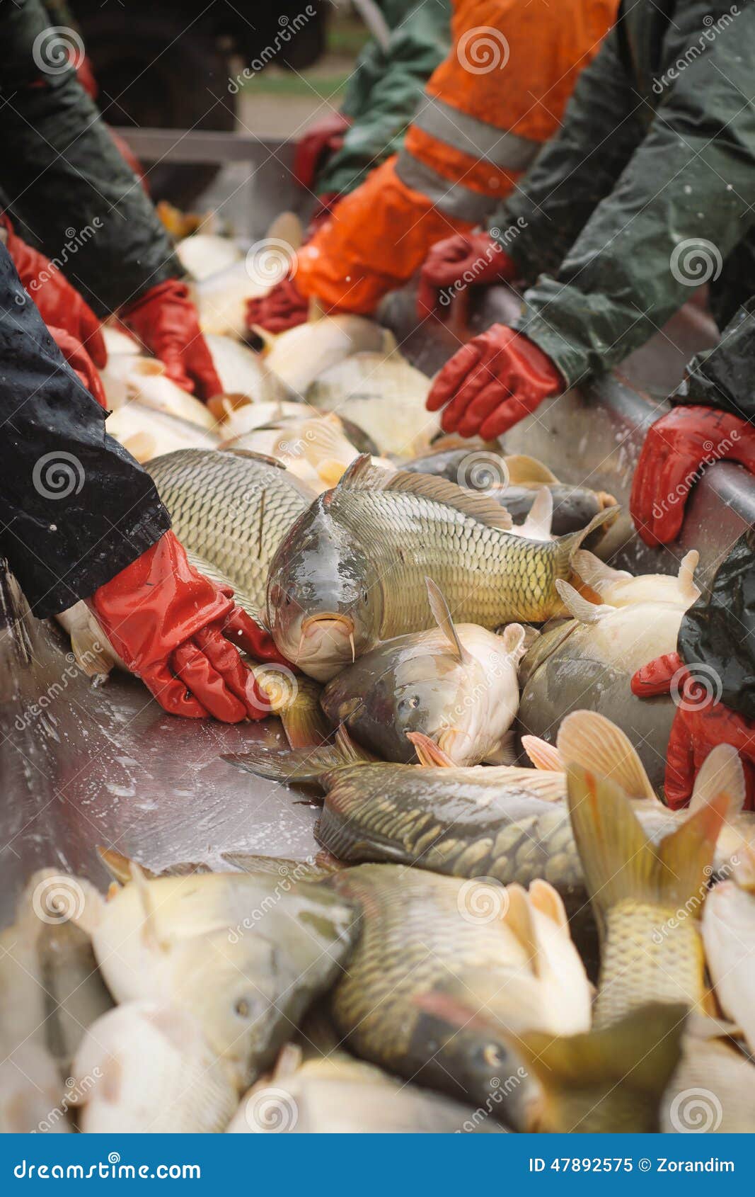 Fisherman at Work/Fishing Industry Stock Image - Image of food, worker ...