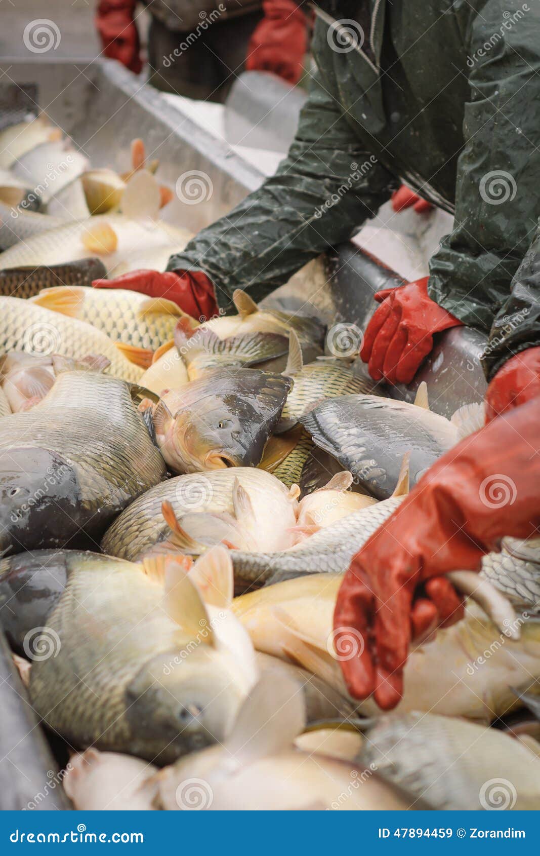 Fisherman at Work/Fishing Industry Stock Image - Image of worker, water ...