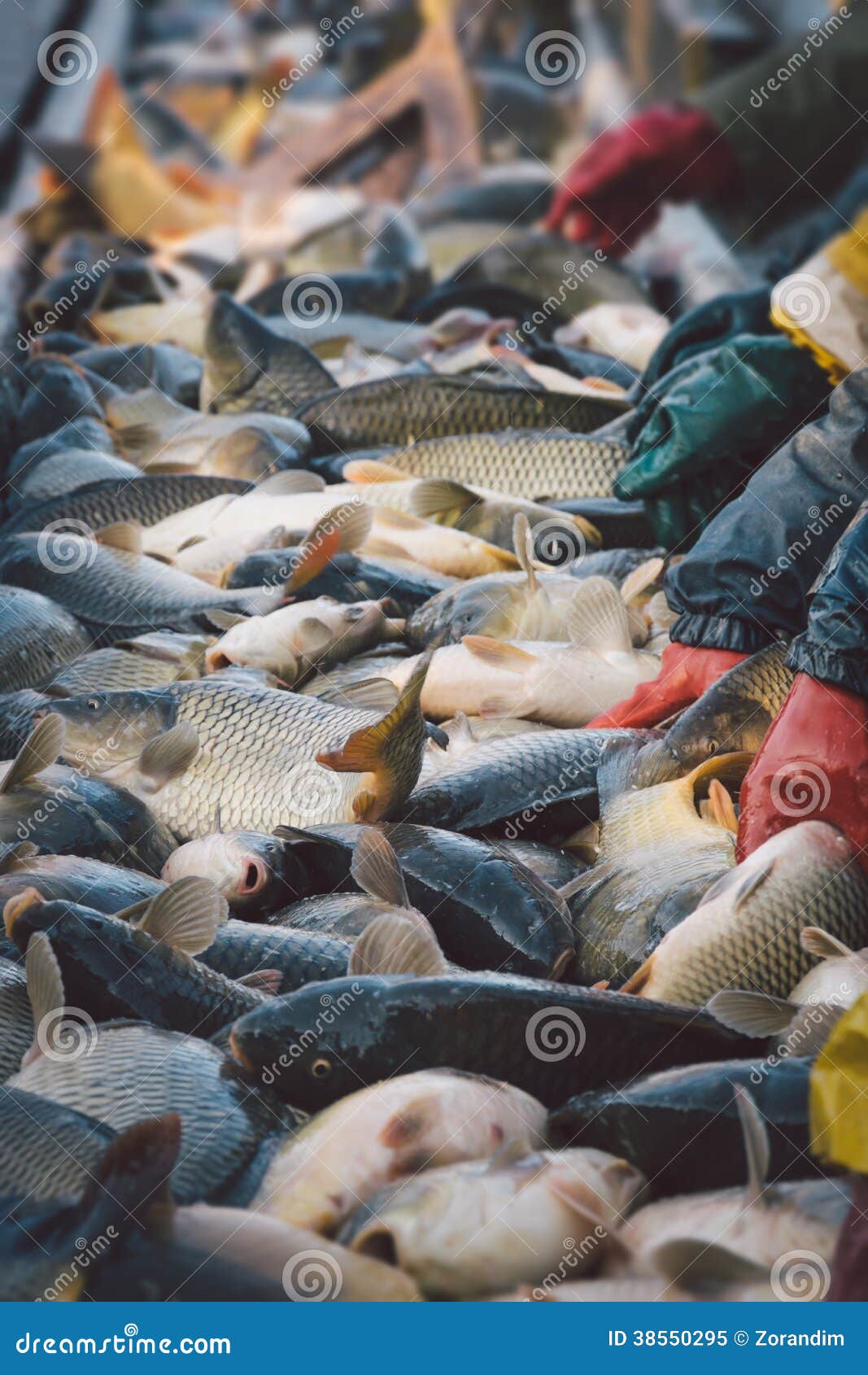 Fisherman at Work/fishing Industry Stock Image - Image of farm, worker ...