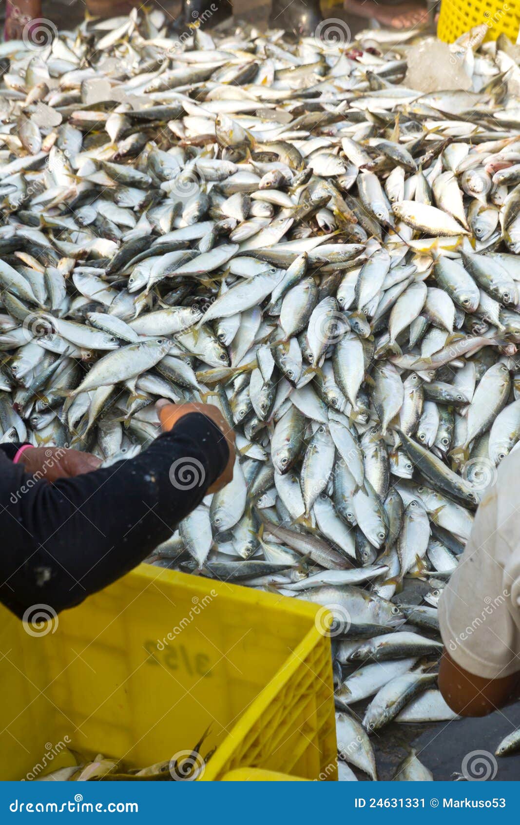 Fisherman Workers are Sorting Fish Stock Image - Image of pier ...
