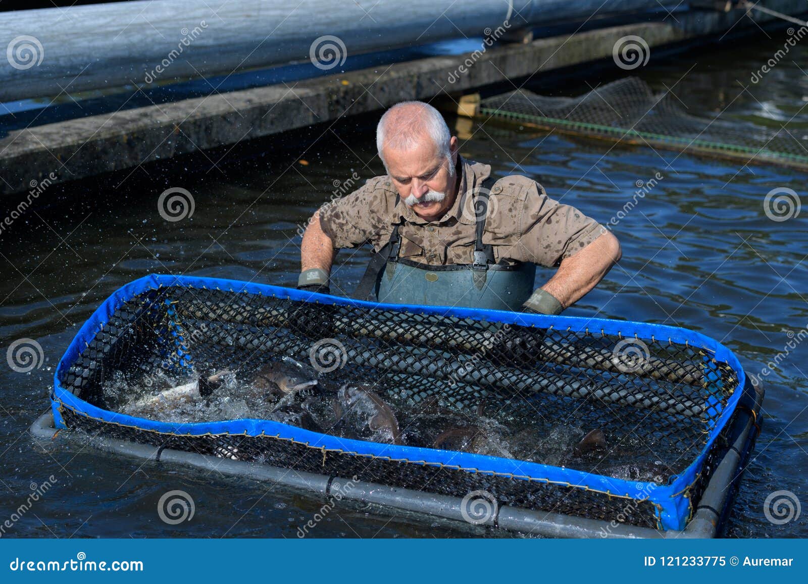 Fisherman working in farm stock image. Image of fish - 121233775