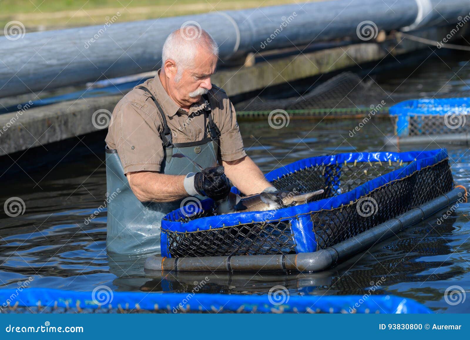 Fishermen in Action when Collecting Fish at Fishfarm Stock Photo ...