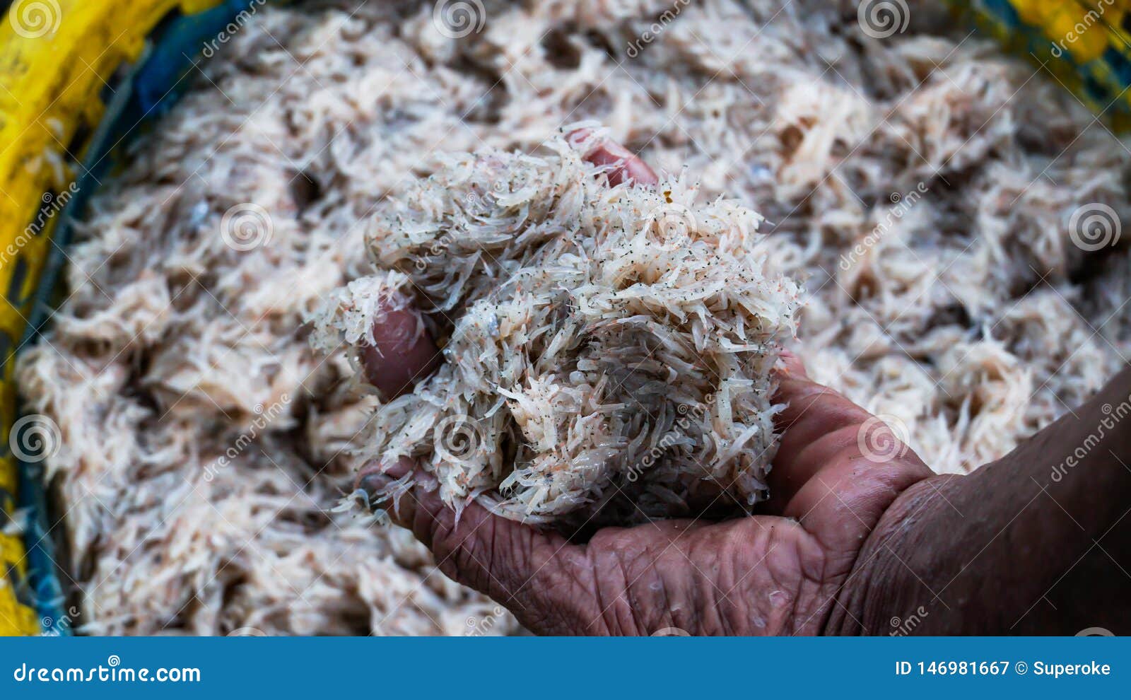 Fresh krill from the sea stock image. Image of crustacean - 146981667