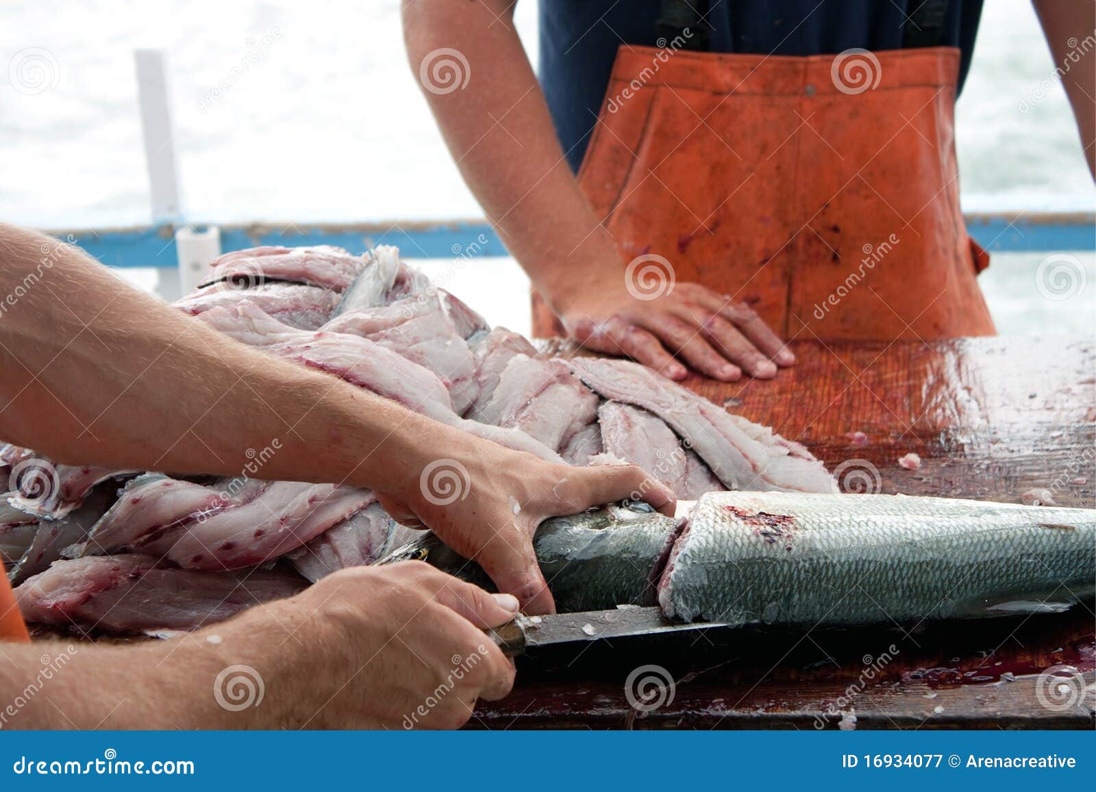 Fishermen Cleaning Blue Fish Stock Image - Image of catch, bluefish ...