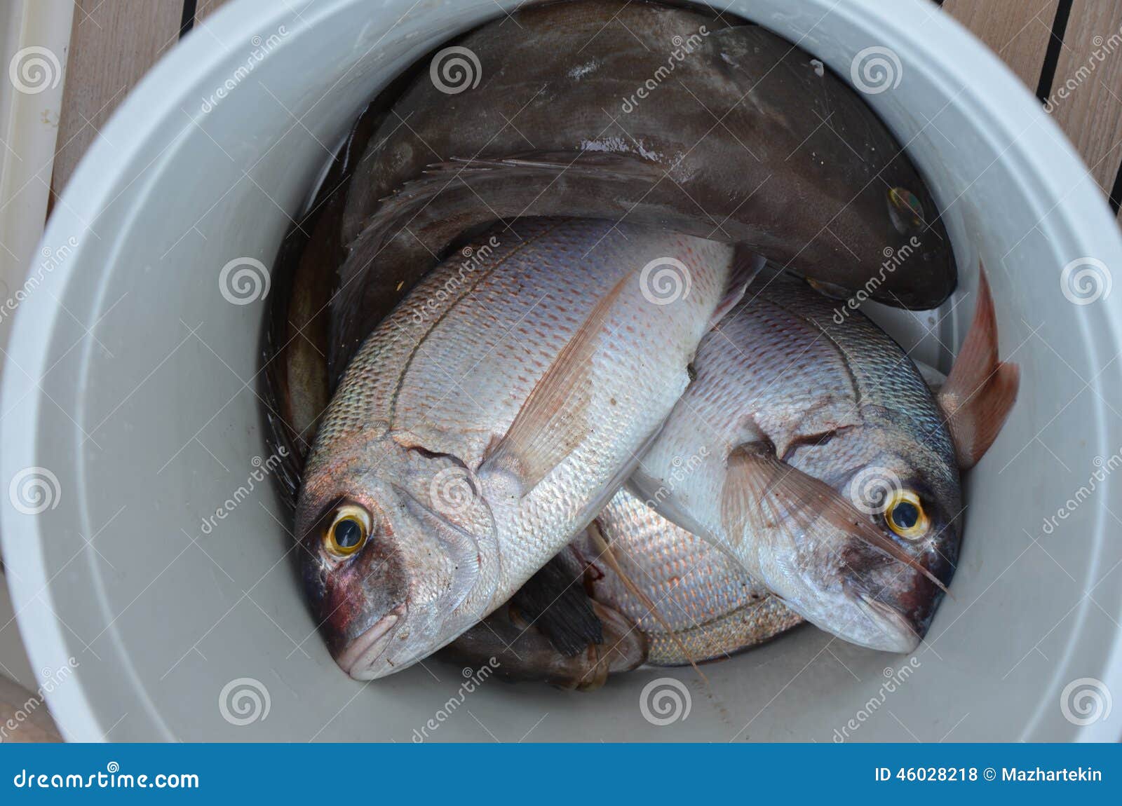 Fishermen Fish in the Bucket Stock Photo - Image of fishermen, fish ...