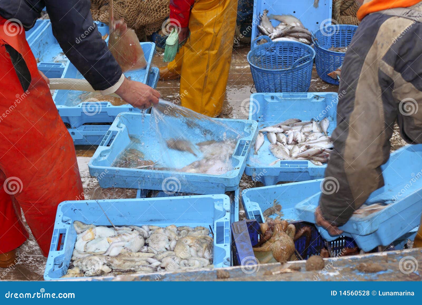 Fishermen Hands Working Fish Catch on Boat Deck Stock Photo - Image of ...
