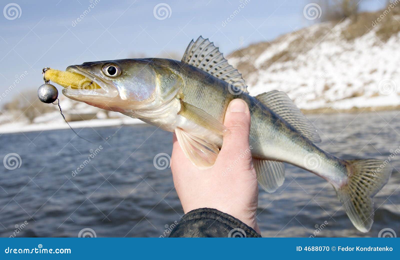 Fishermen holding walleye stock photo. Image of lure, bait - 4688070
