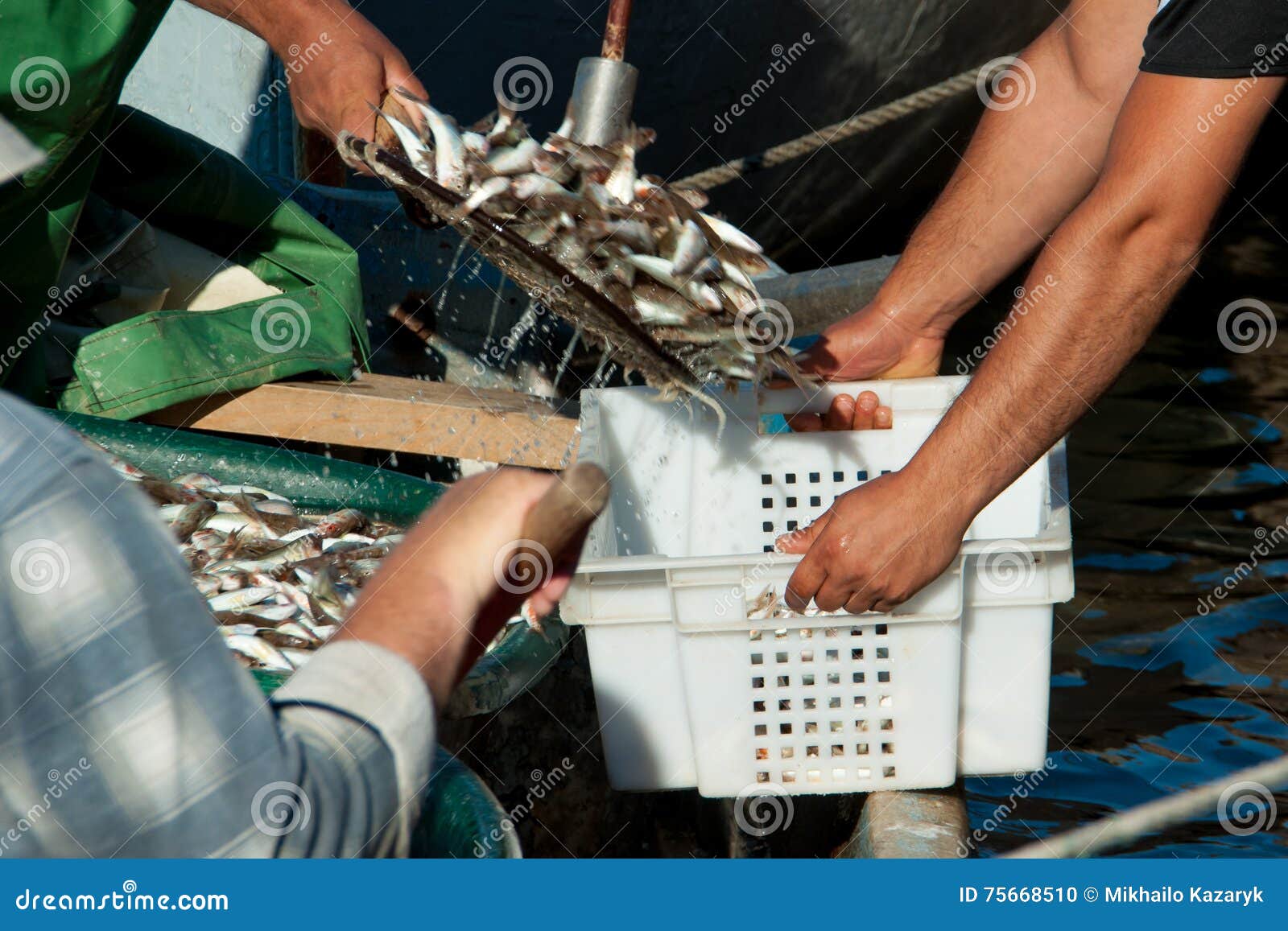 Fishermen Pour the Fish in the Box Stock Photo - Image of fisherman ...