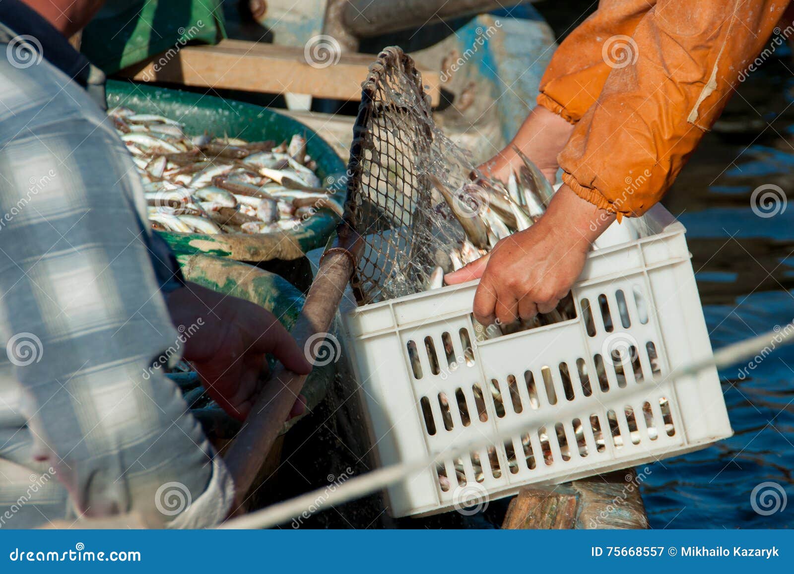 Fishermen Pour the Fish in the Box Stock Image - Image of group, hand ...