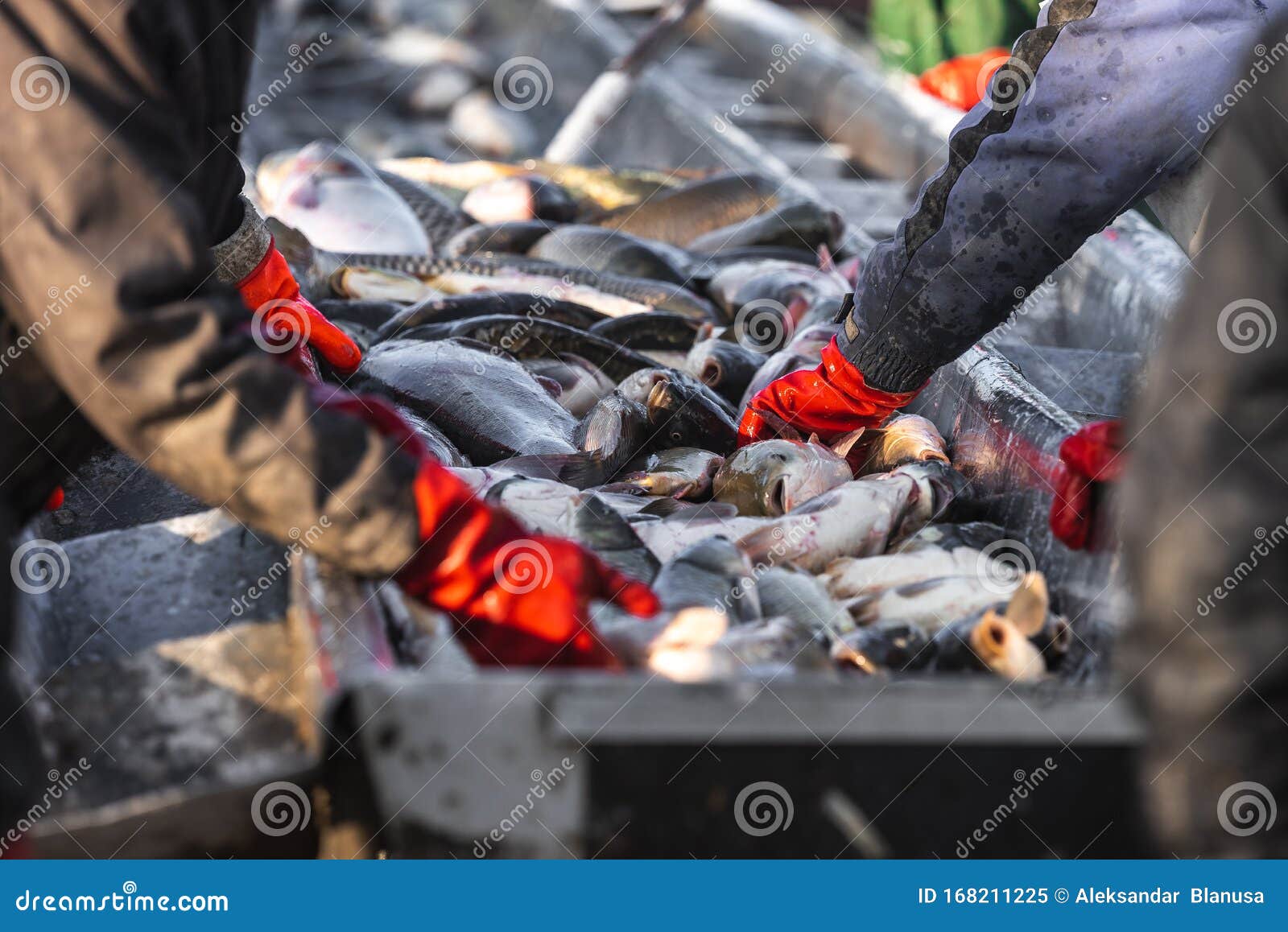 Fishermen in Production with Their Hands Pick and Sort Fish Stock Image ...