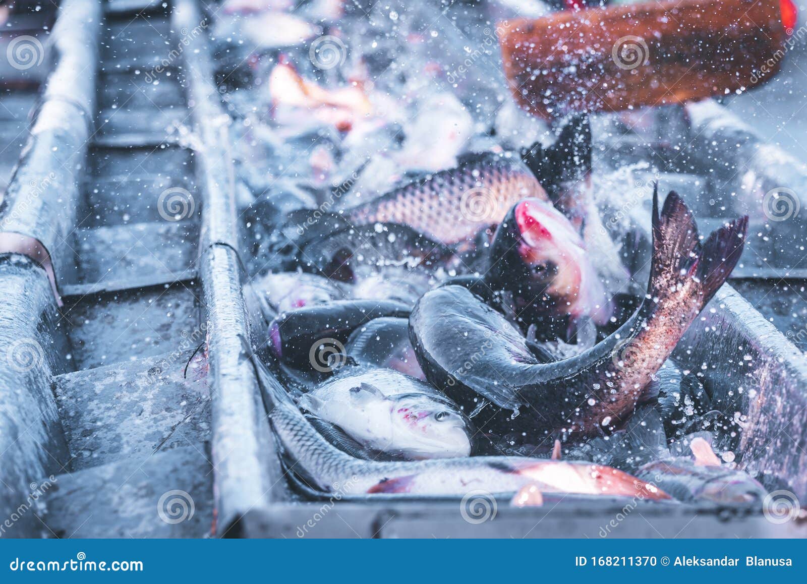 Fishermen in Production with Their Hands Pick and Sort Fish Stock Photo ...