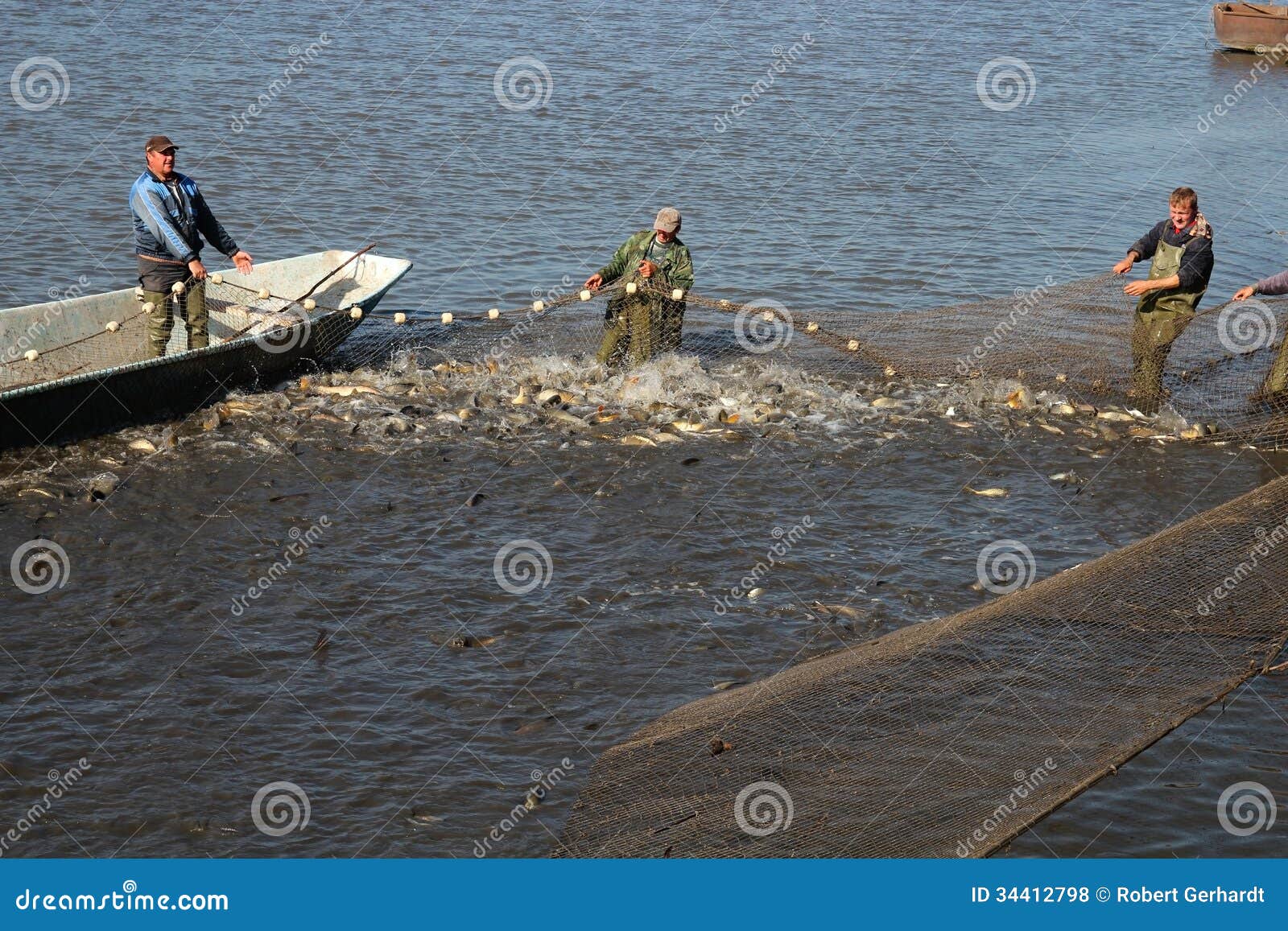 Fishermen Pull in Nets Filled with Fish Stock Photo - Image of ...