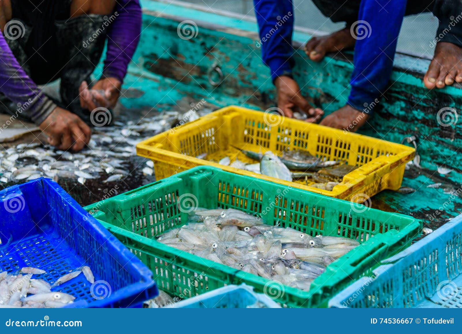 Fishermen Sorting Fish and Squid in Basket. Stock Image - Image of ...