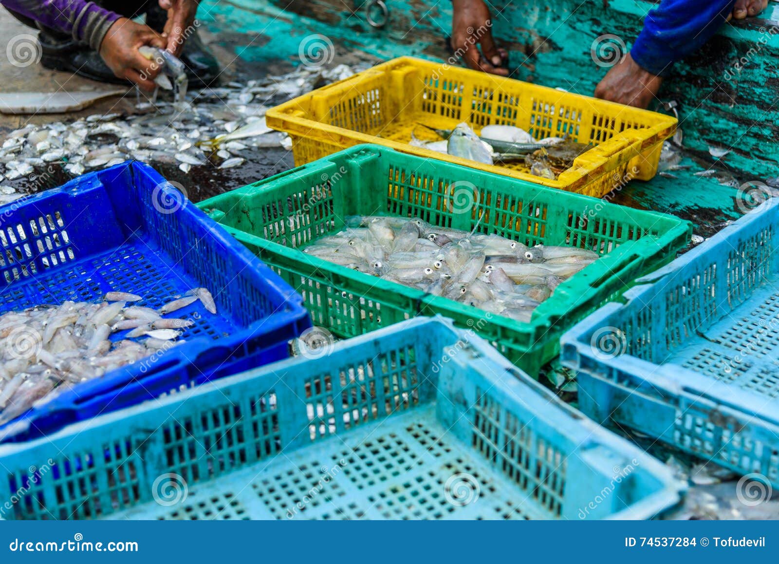 Fishermen Sorting Fish and Squid in Basket. Stock Photo - Image of ...