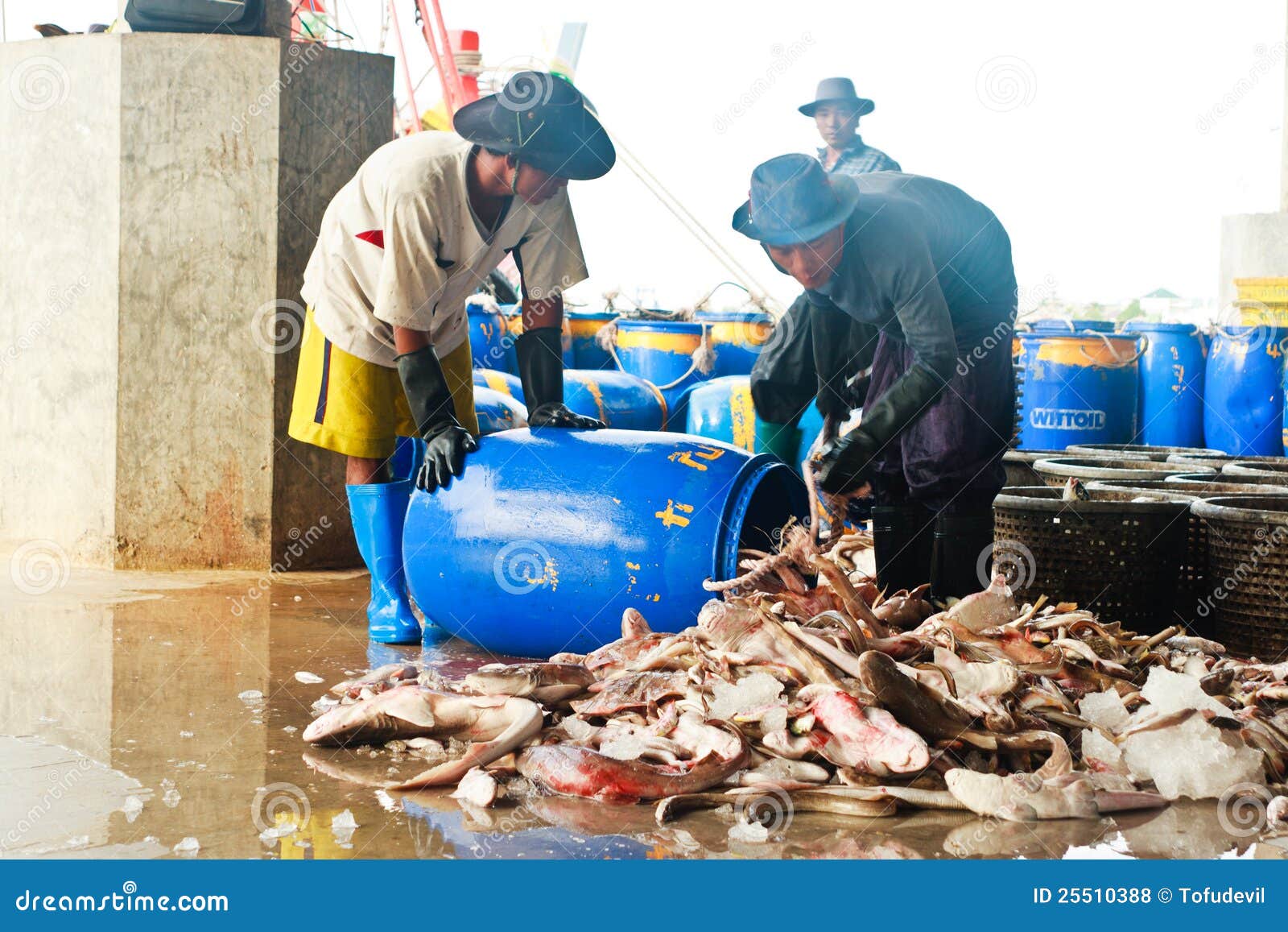 Fishermen Working in Harbor Editorial Stock Photo - Image of choose ...