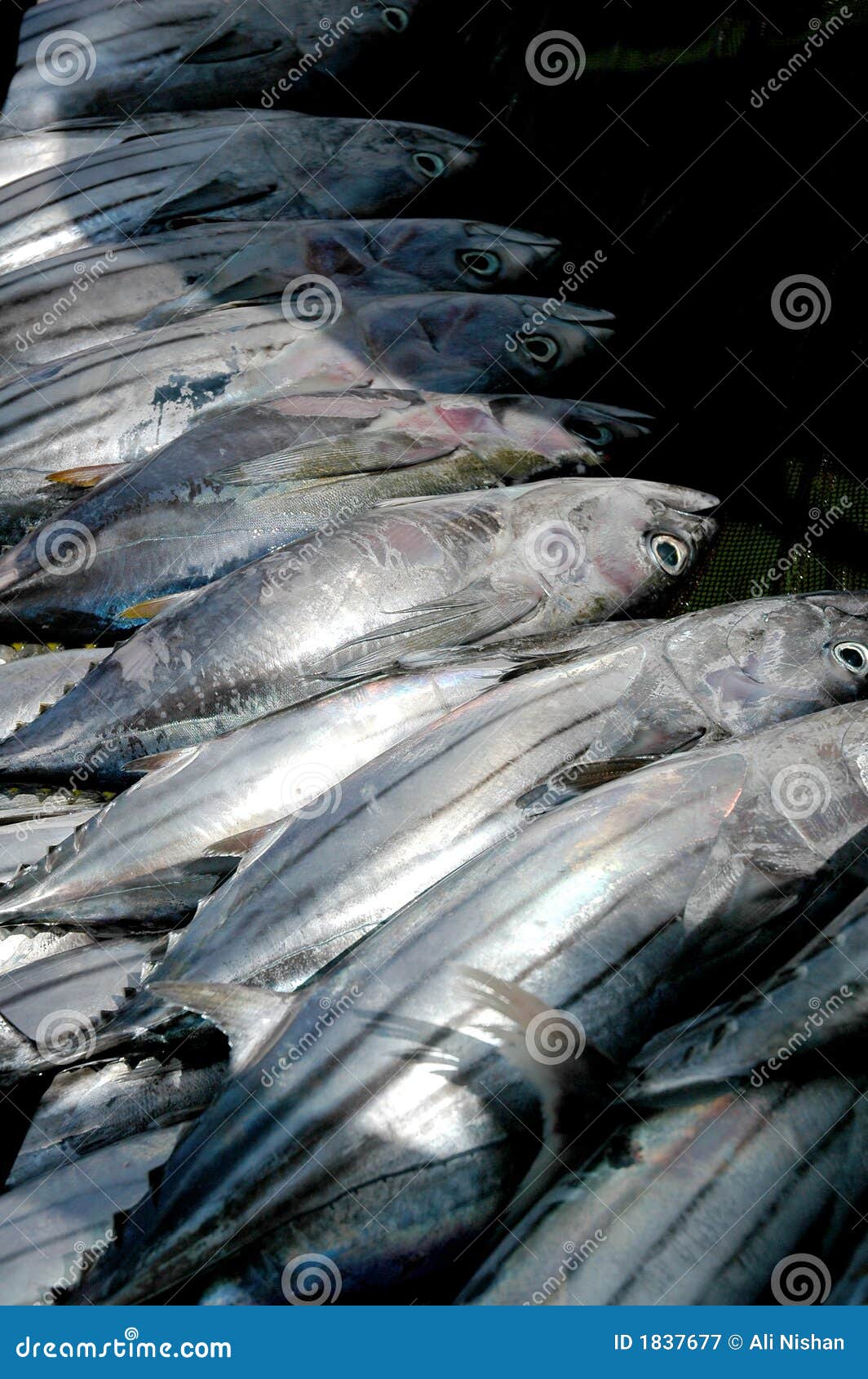 Fishermens shadow on fish stock image. Image of fishermen - 1837677