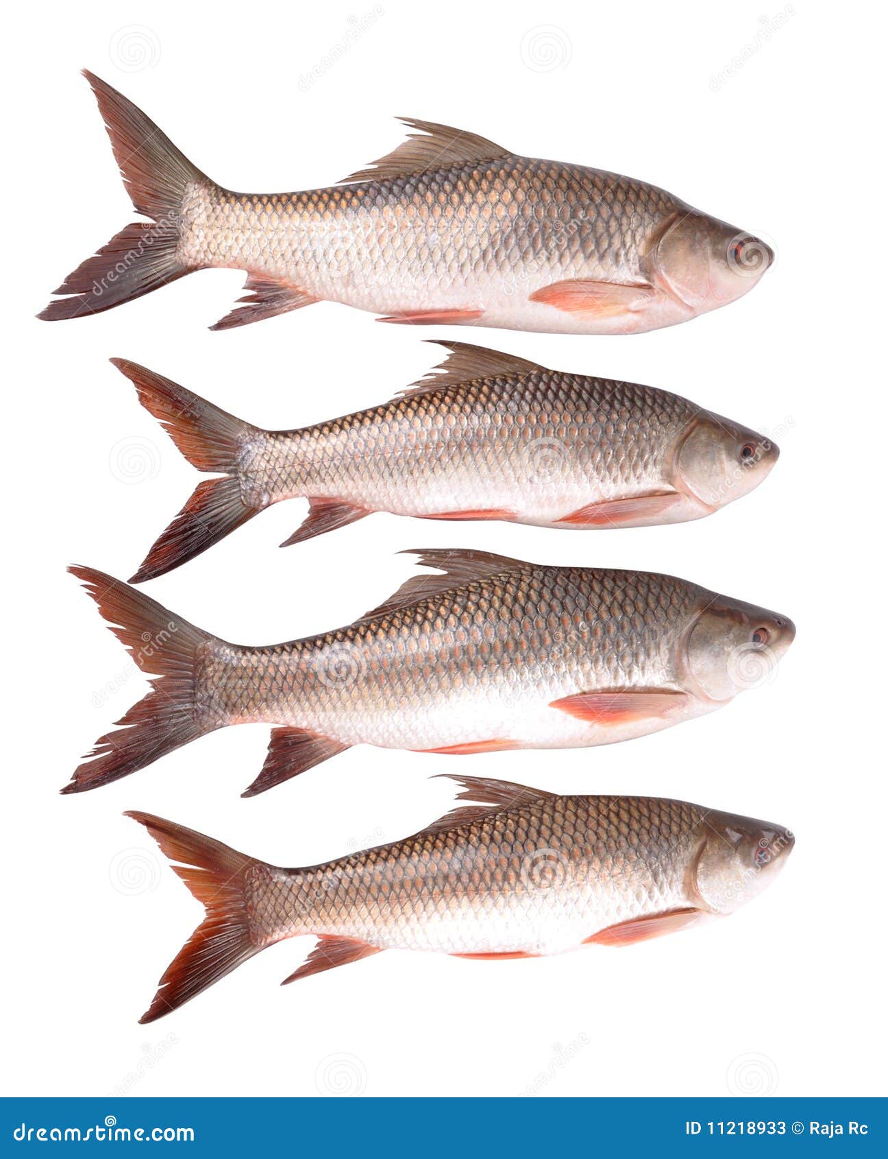 Fishes stock image. Image of isolated, food, fish, seafood - 11218933