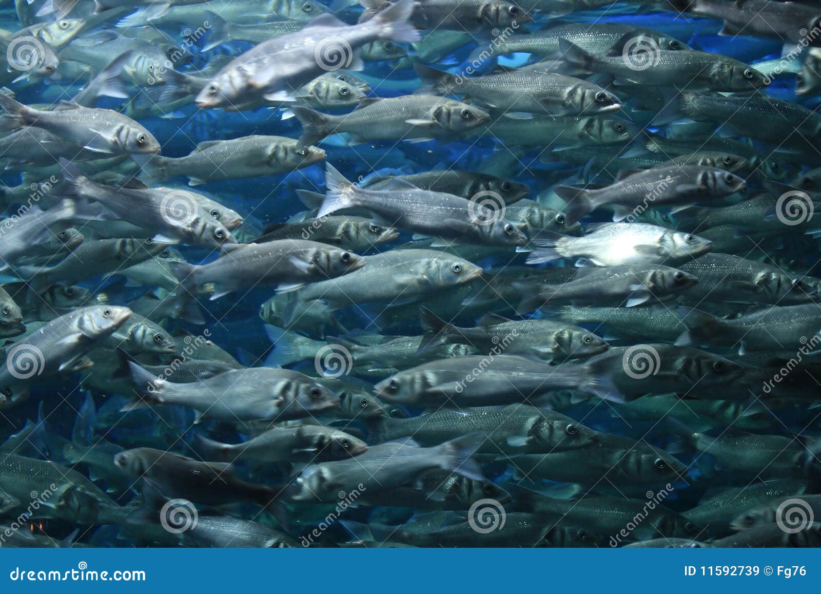 The fishes stock image. Image of beam, fish, ocean, scuba - 11592739