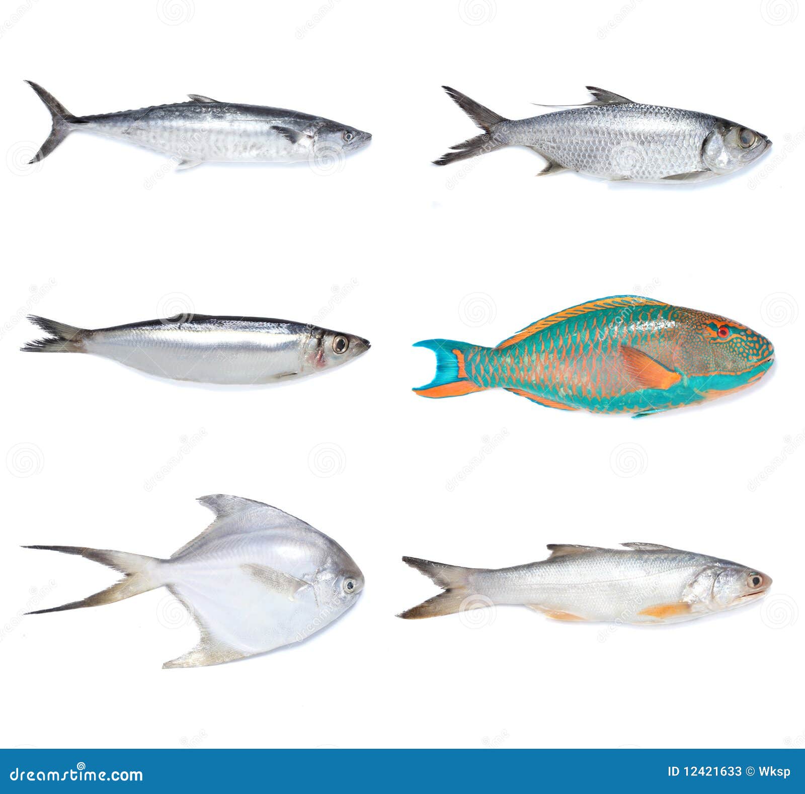 Fishes stock image. Image of saury, fishes, pomfret, marine - 12421633