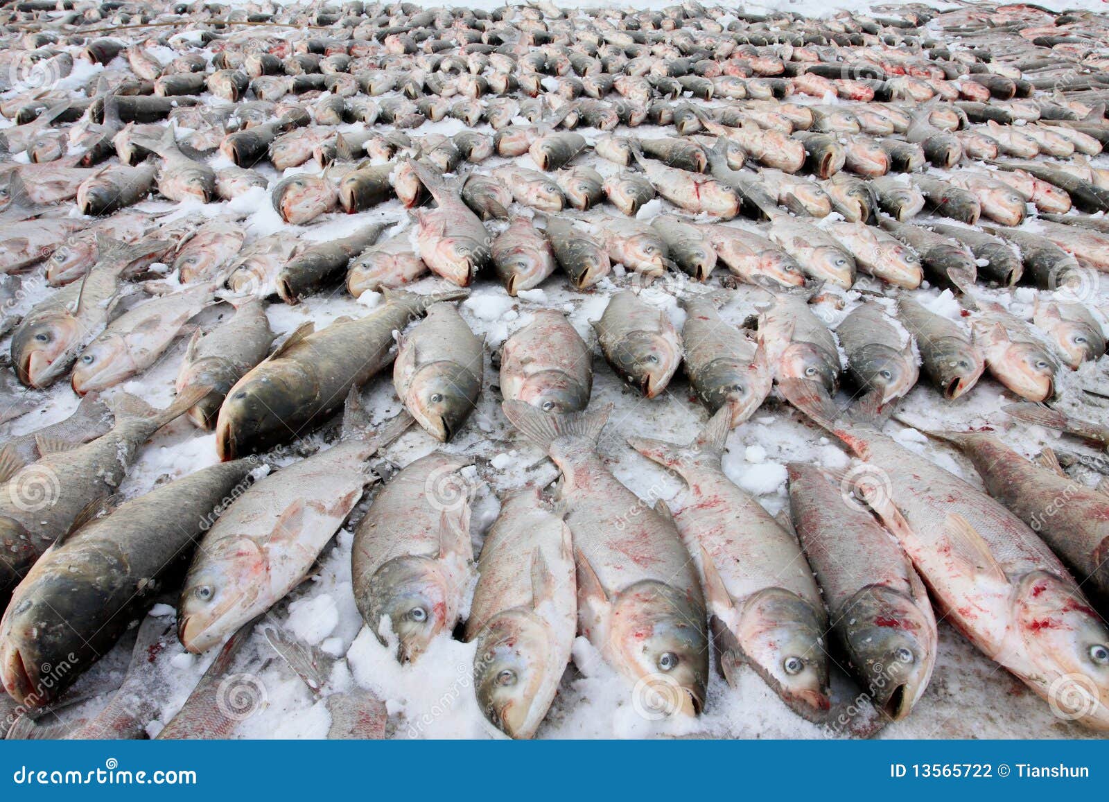 Fishes stock photo. Image of fishing, stiff, fish, numb - 13565722