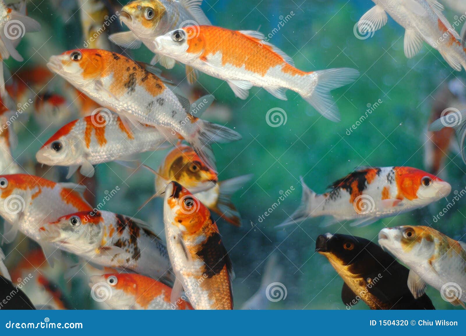 Fishes stock photo. Image of fish, marine, china, chinese - 1504320