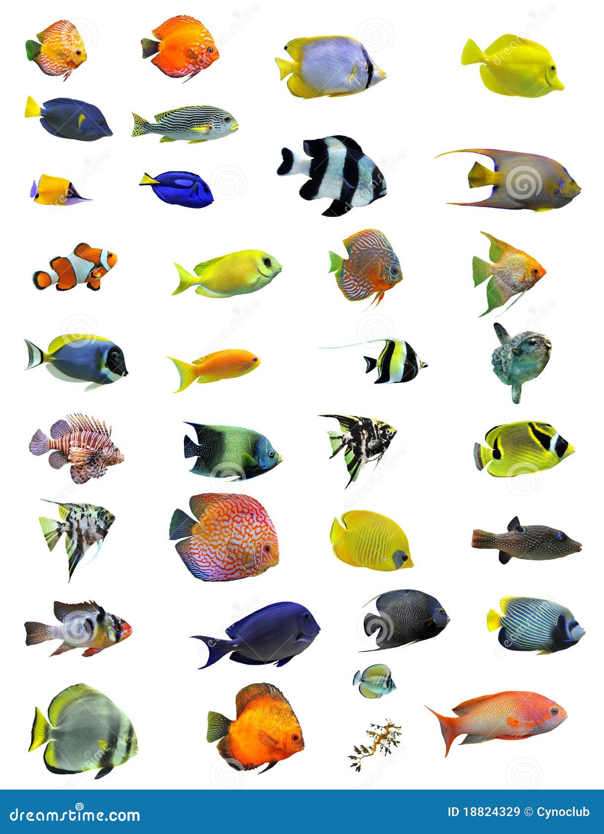 Fishes stock image. Image of group, fish, animals, background - 18824329