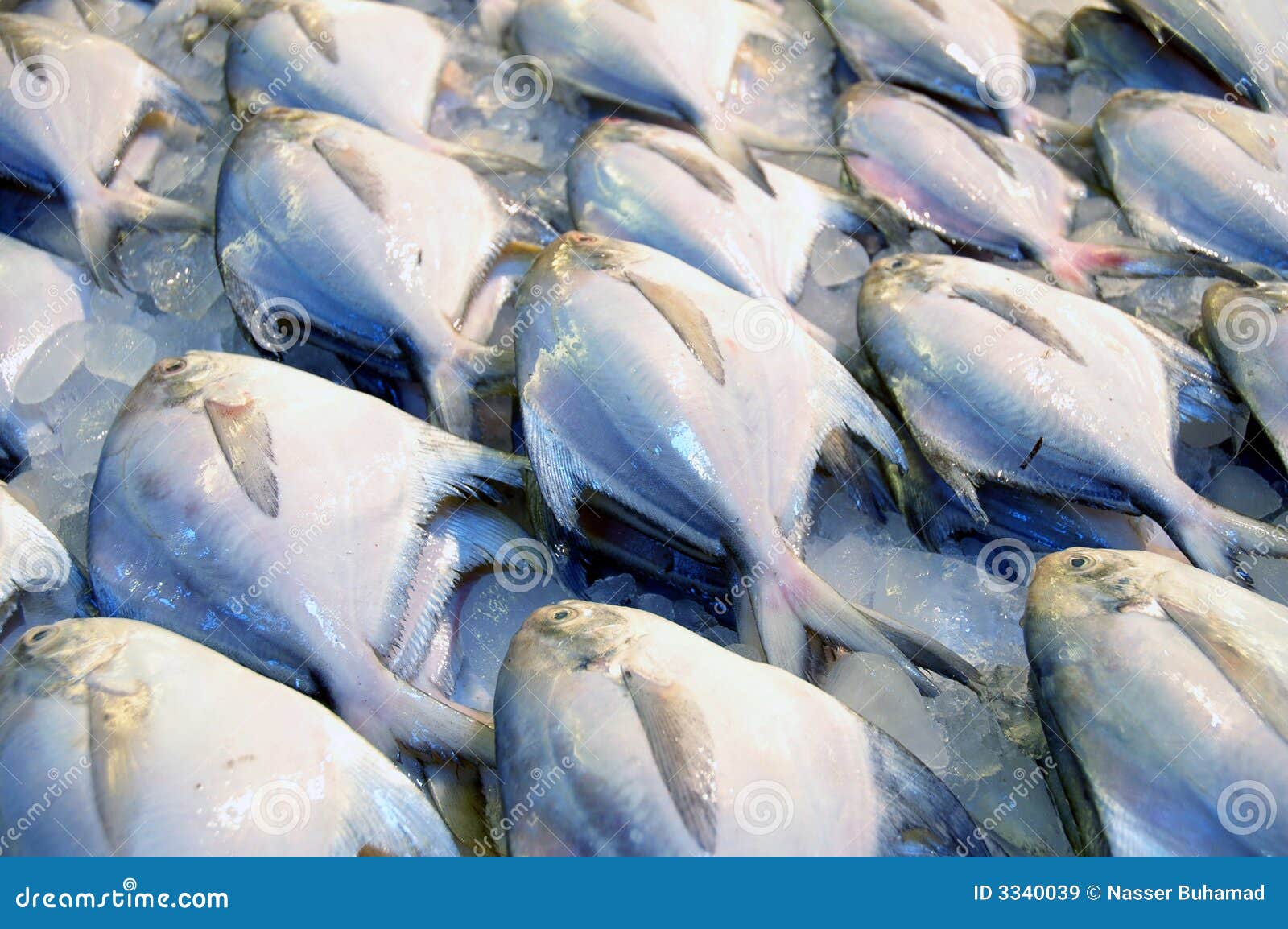 Fishes stock image. Image of beneath, coast, kuwait, blue - 3340039