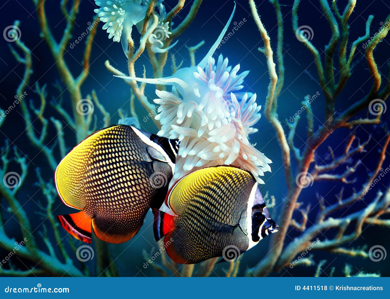 Fishes stock photo. Image of nature, colourful, creature - 4411518