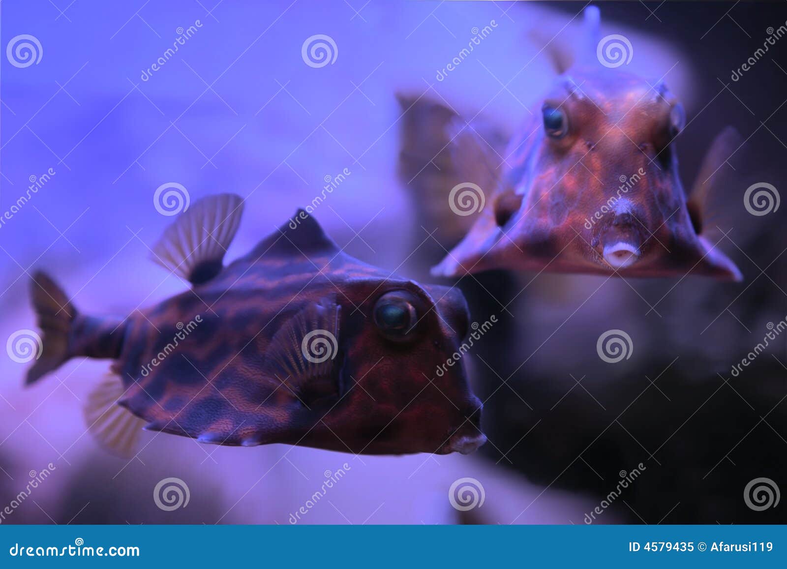Helmet Cowfish Stock Photos - Free & Royalty-Free Stock Photos from ...