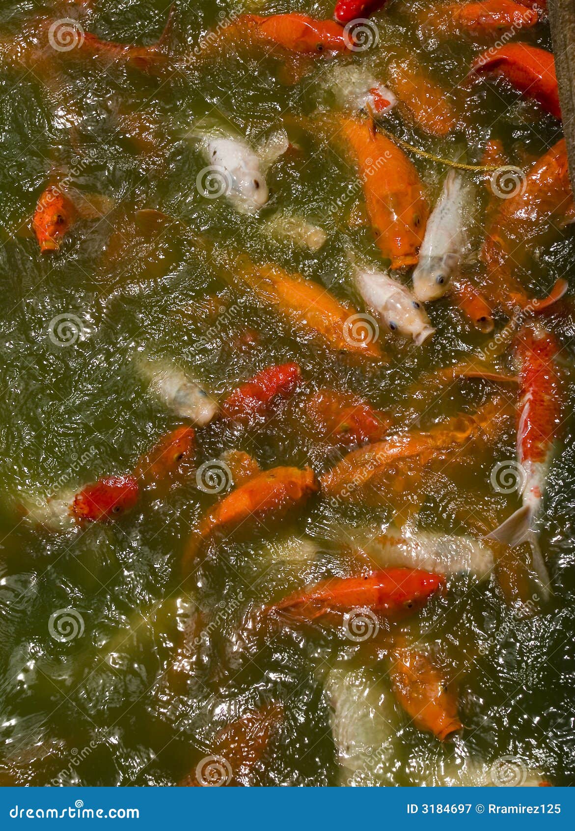 Fishes Alive stock image. Image of frozen, pacific, catch - 3184697