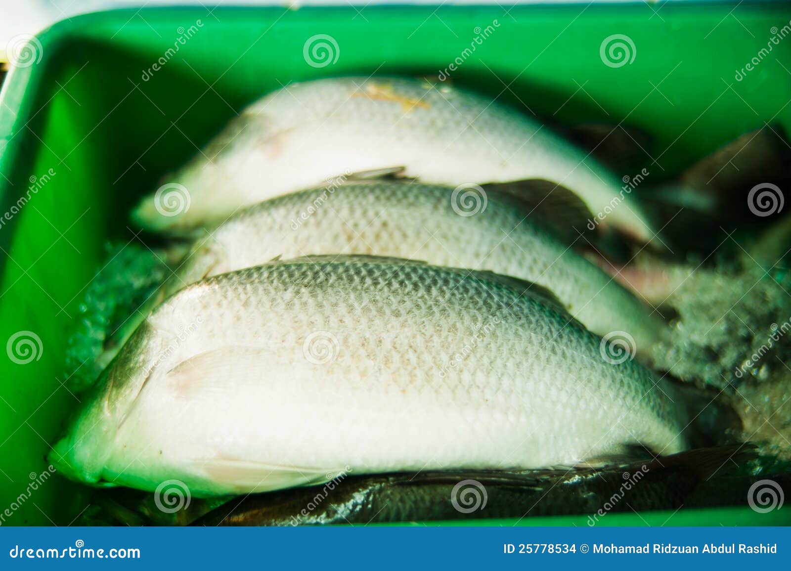 Fishes in basin stock photo. Image of shell, cook, beverages - 25778534