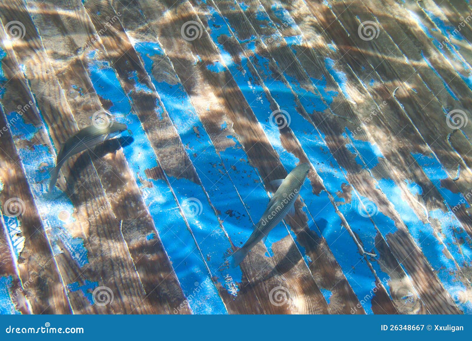 Fishes and boat stock image. Image of sunken, marine - 26348667
