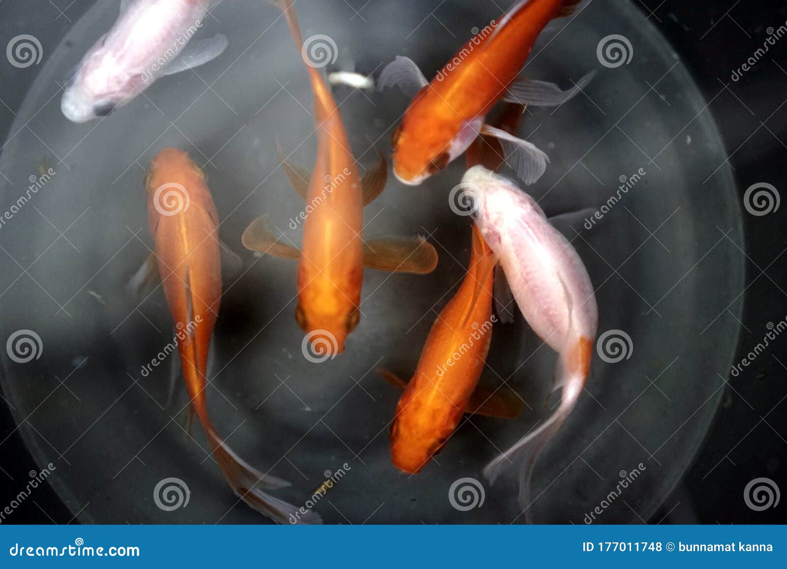 Fishes in the bucket. stock photo. Image of marine, nature - 177011748