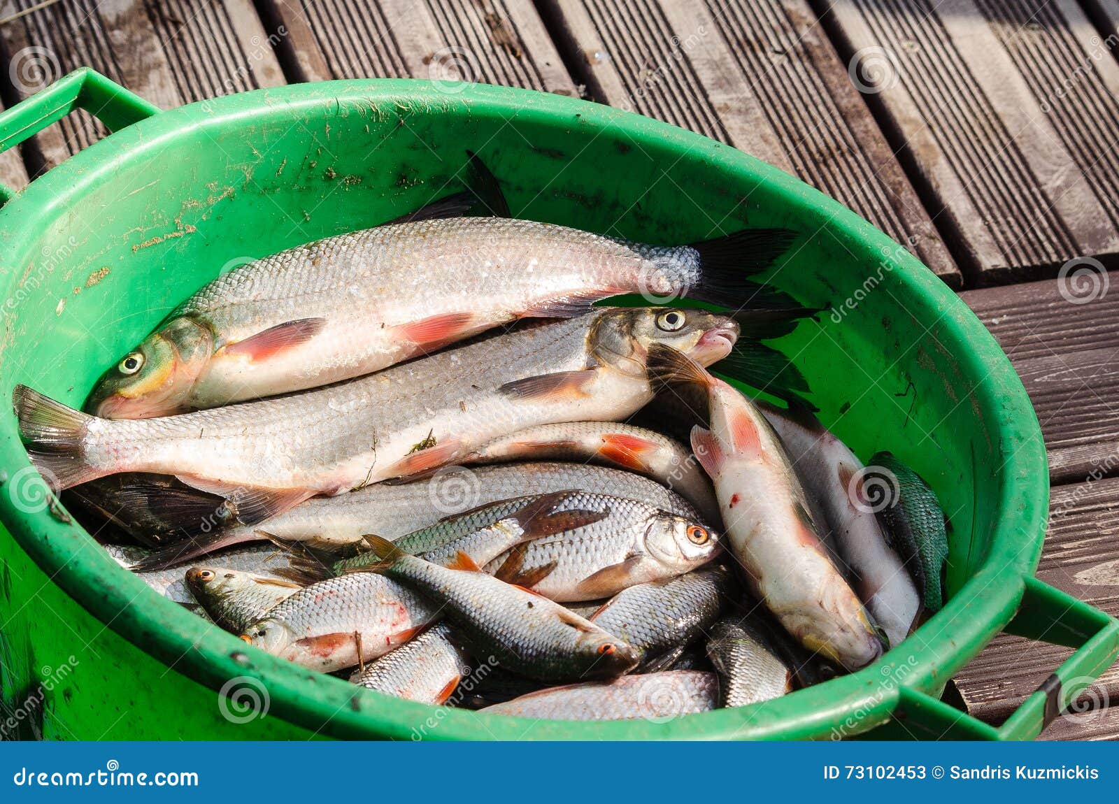 Fishes in bucket stock image. Image of fish, healthy - 73102453