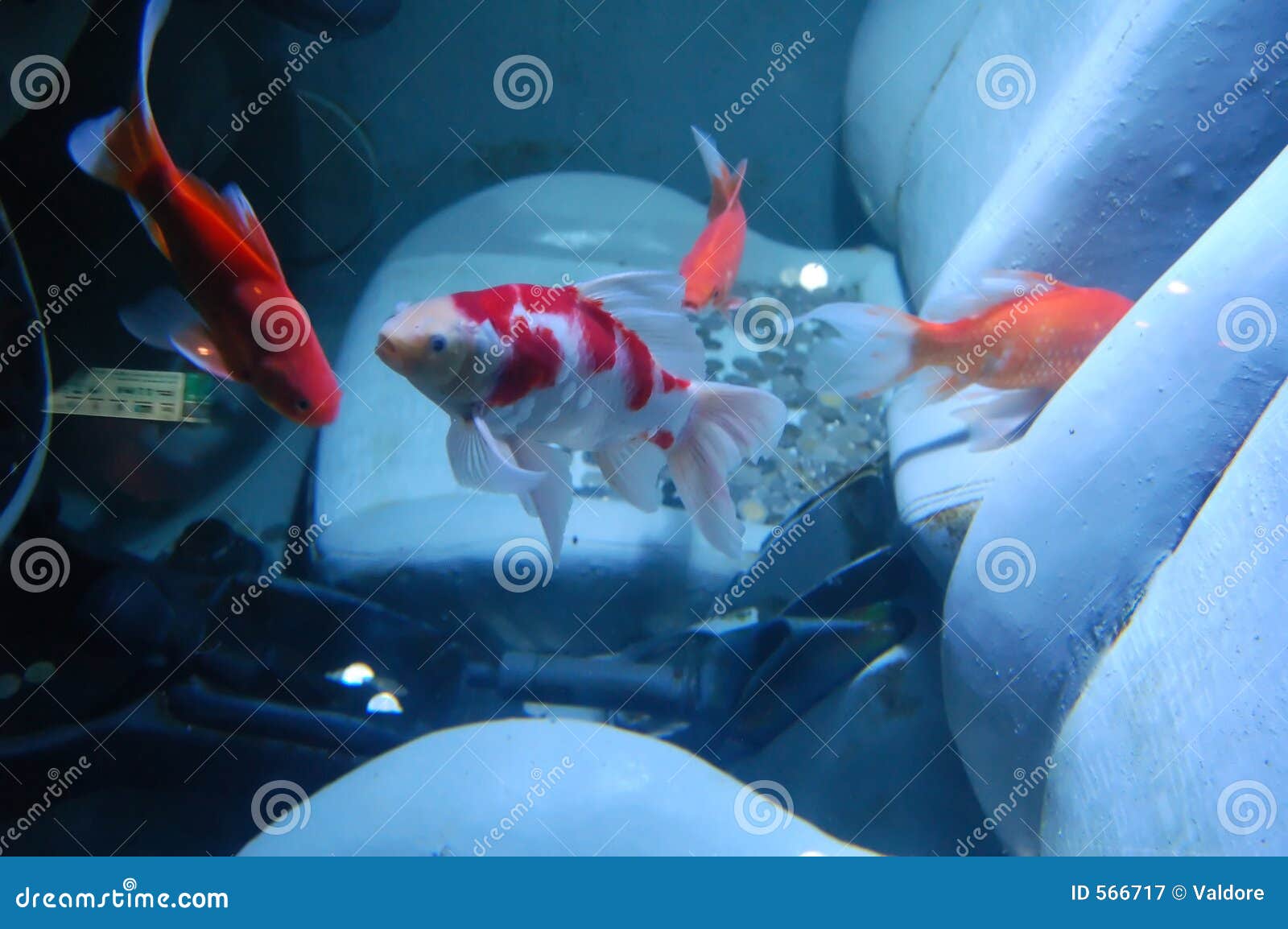 Fishes in a car stock image. Image of drive, bunch, life - 566717