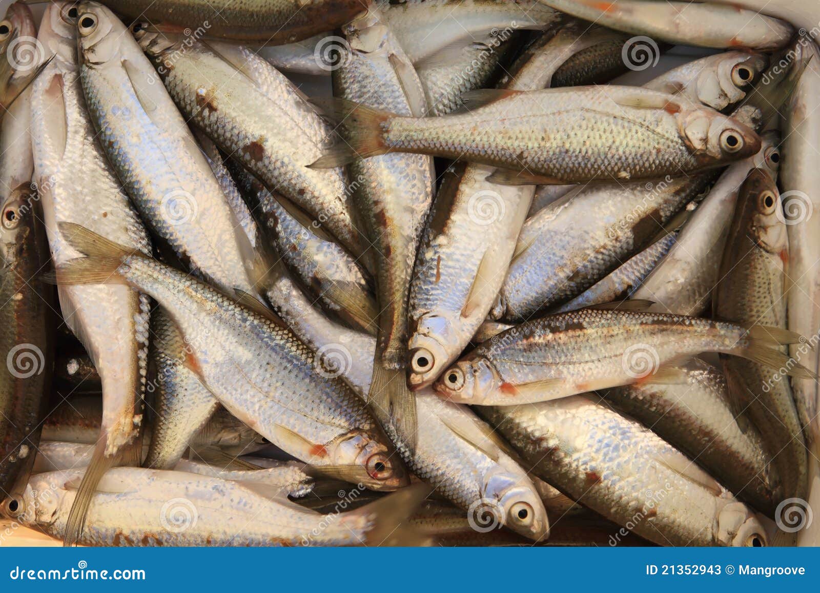 Fishes catch stock image. Image of fishes, caught, catch - 21352943