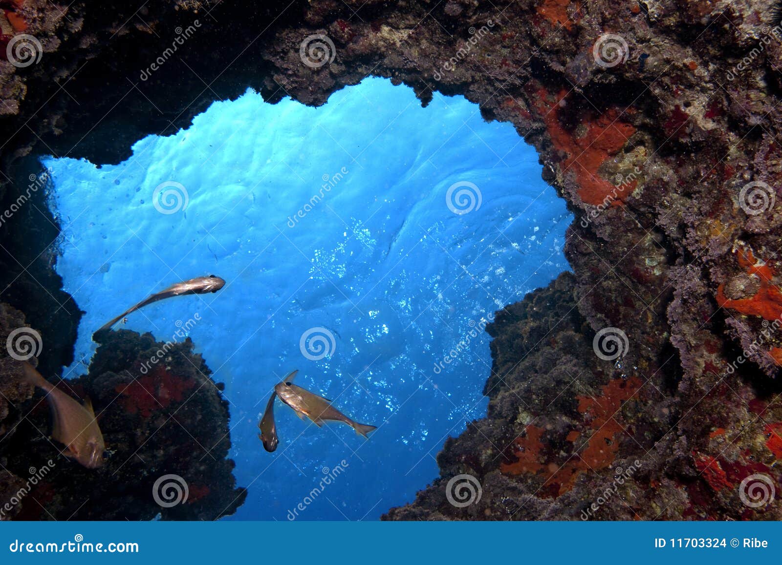 Fish in cave stock photo. Image of saltwater, mediterranean - 11703324