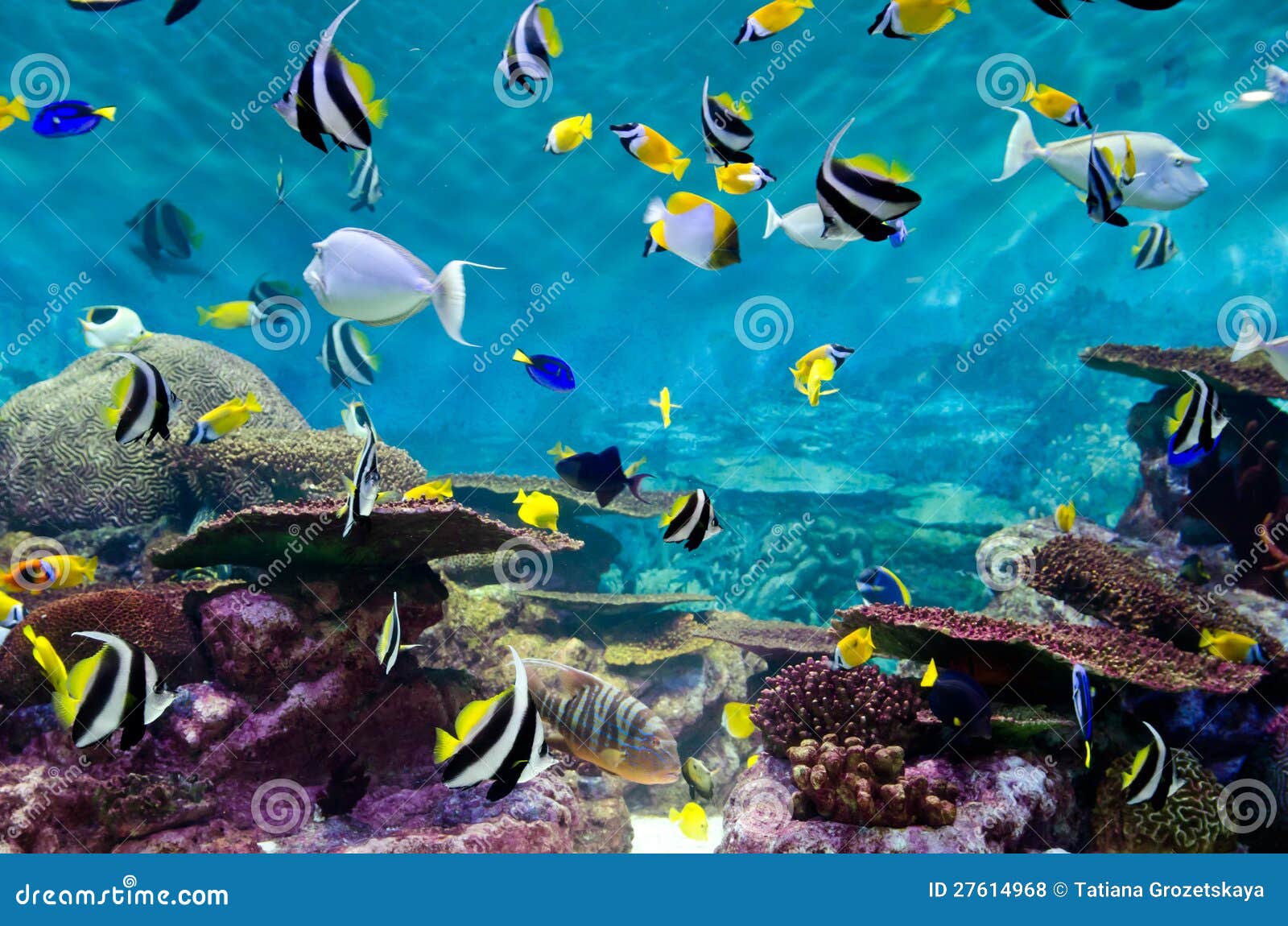 Fishes and Coral, Underwater Life Stock Photo - Image of lagoon ...