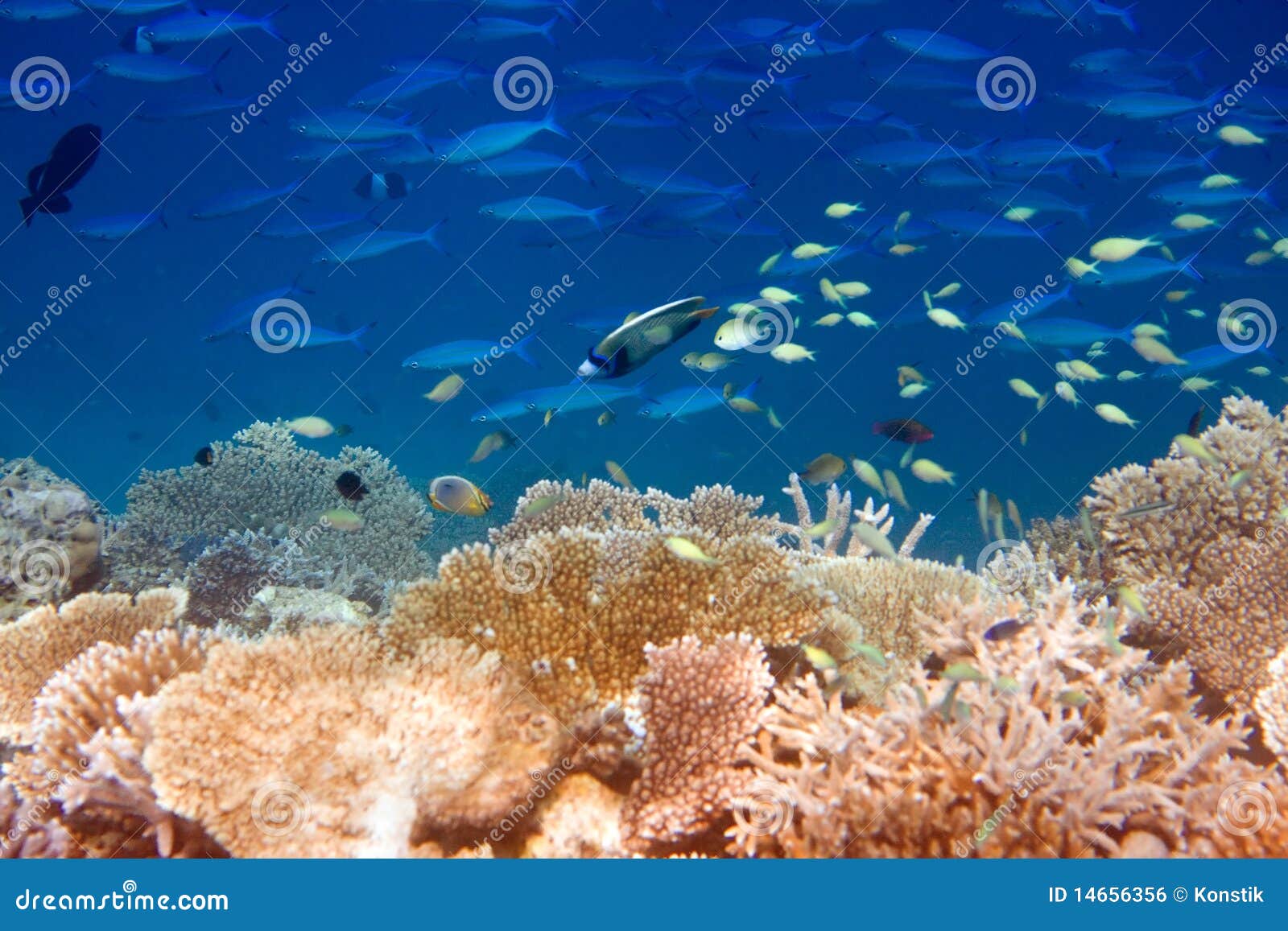 Fishes in corals stock photo. Image of scene, clean, acanthurus - 14656356