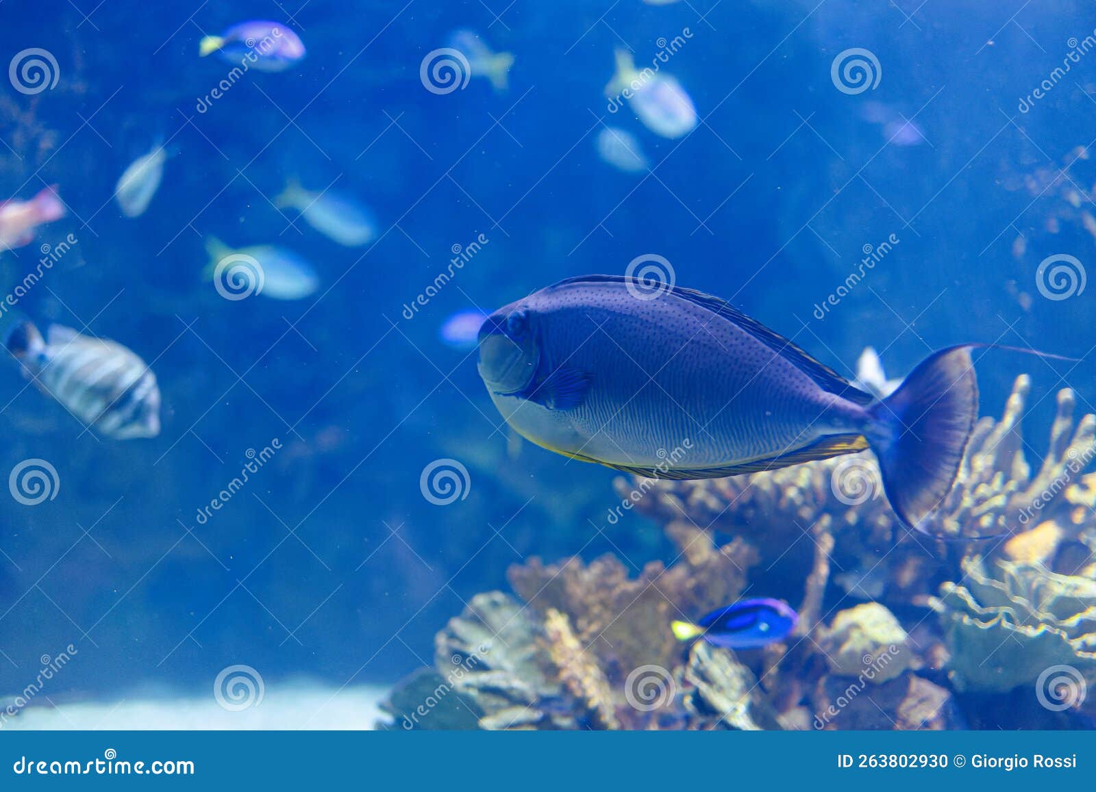 Fishes and Corals Inside a Big Blue Aquarium Tank Stock Photo - Image ...