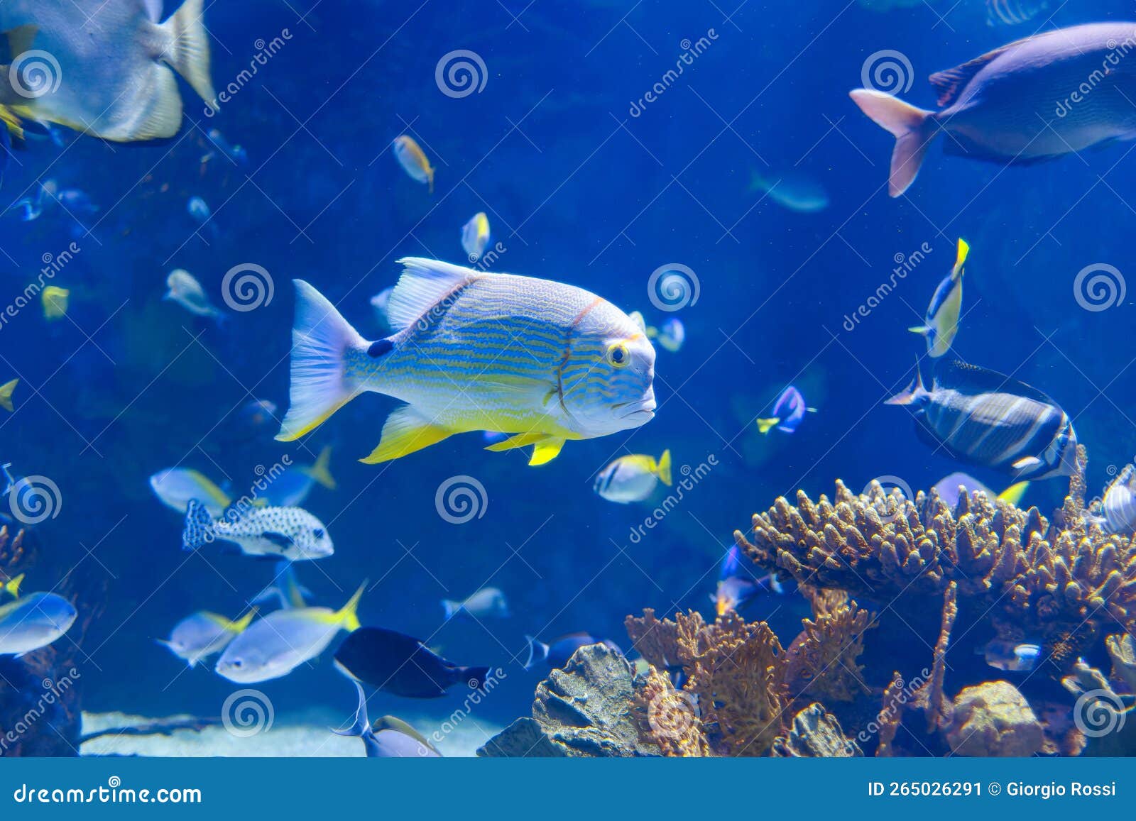 Fishes and Corals Inside a Big Blue Aquarium Tank Stock Image - Image ...