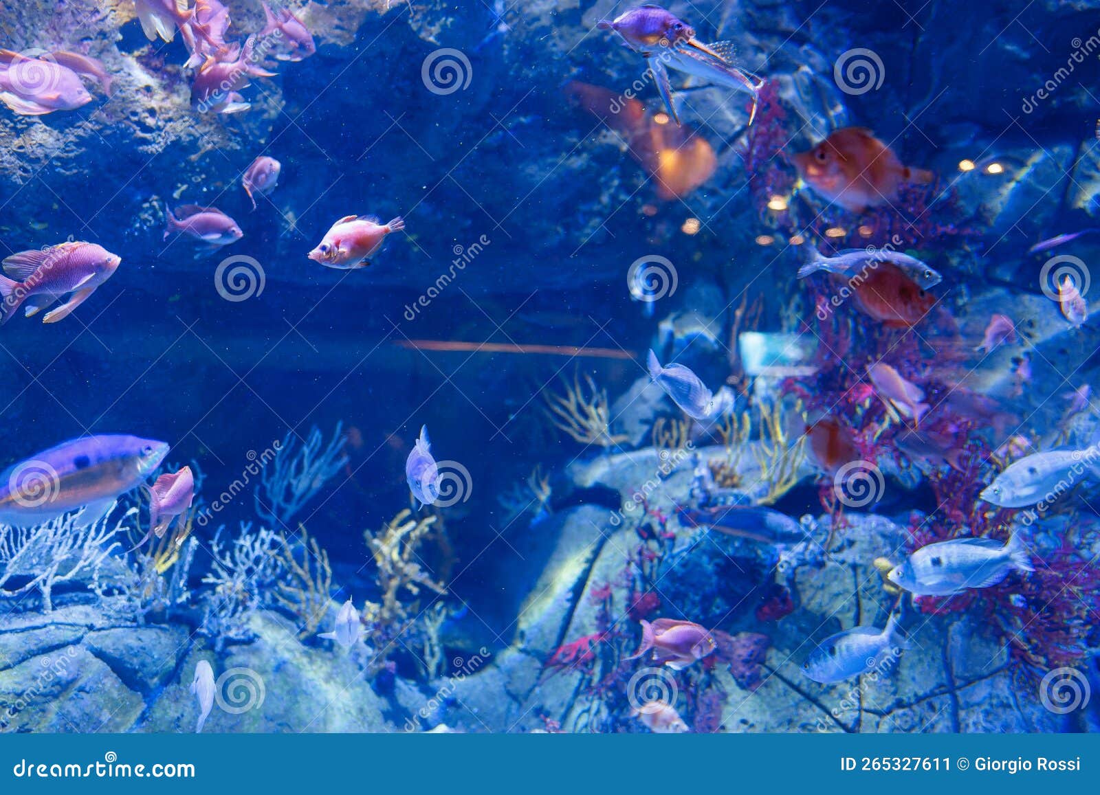 Fishes and Corals Inside a Big Blue Aquarium Tank Stock Image - Image ...