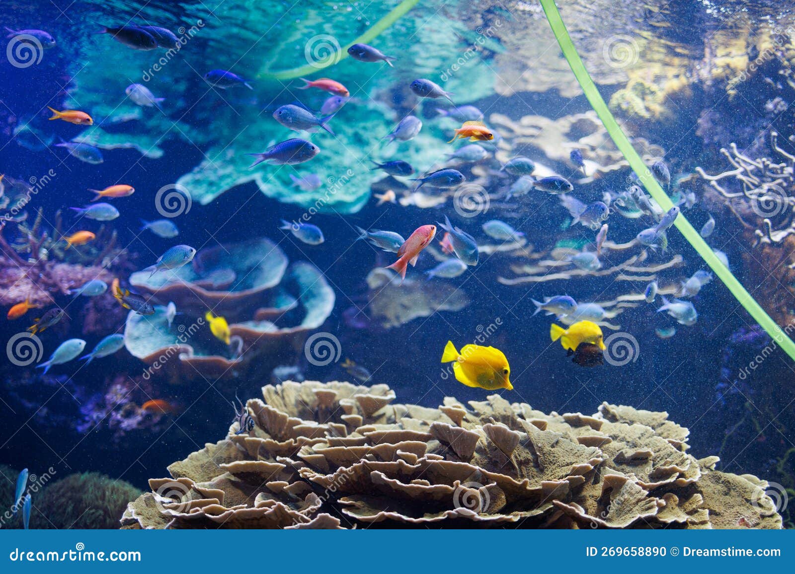 Fishes and Corals Inside a Big Blue Aquarium Tank Stock Photo - Image ...