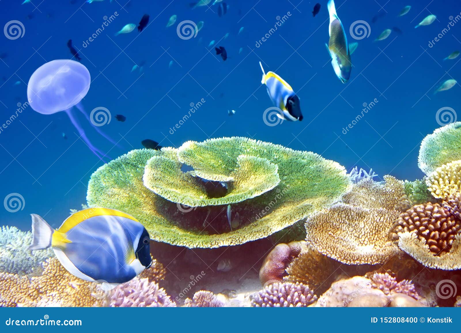 Fishes in corals. Maldives stock photo. Image of reef - 152808400