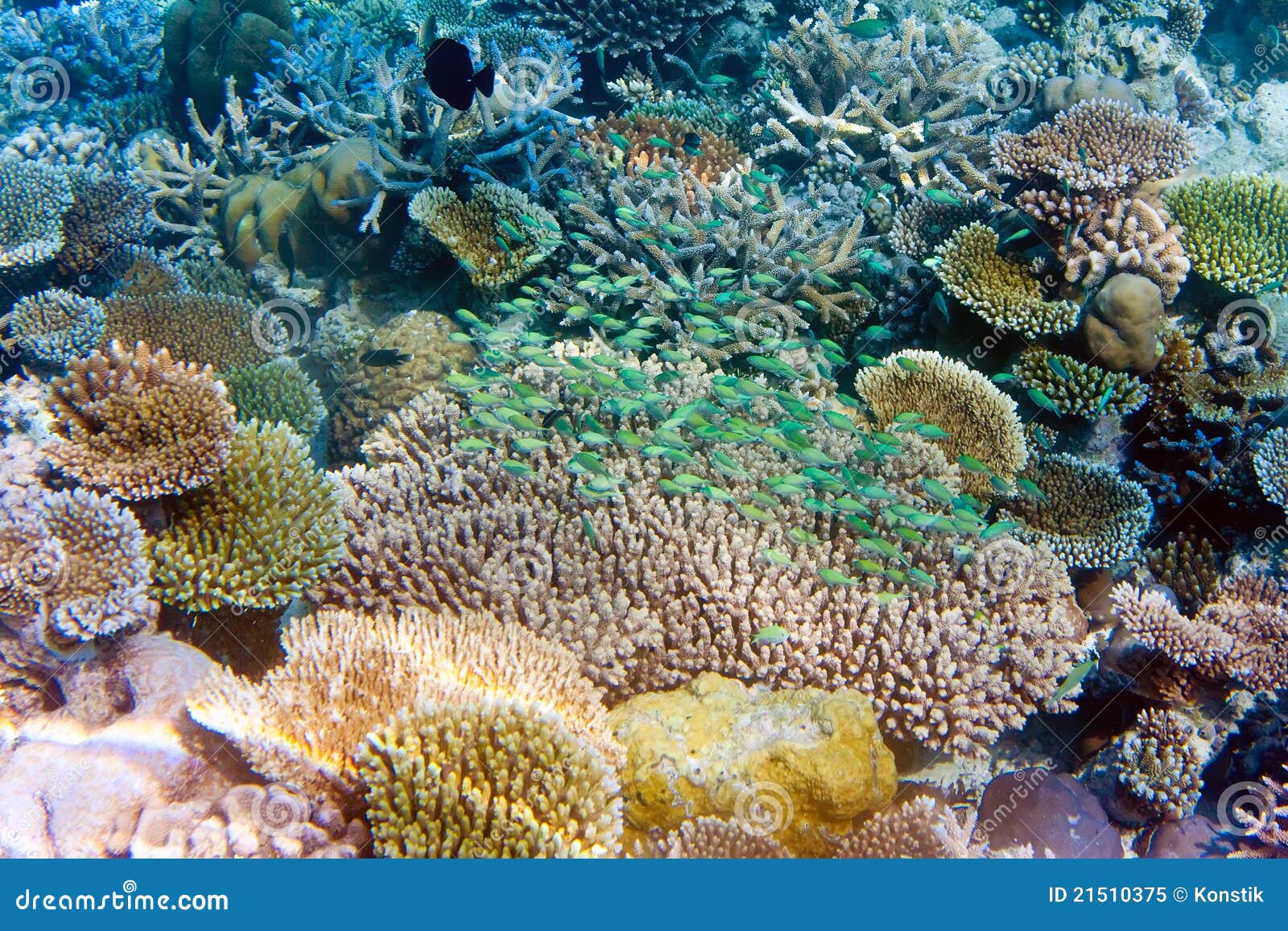 Fishes in Corals. Tropical Underwater Landscape Stock Image - Image of ...
