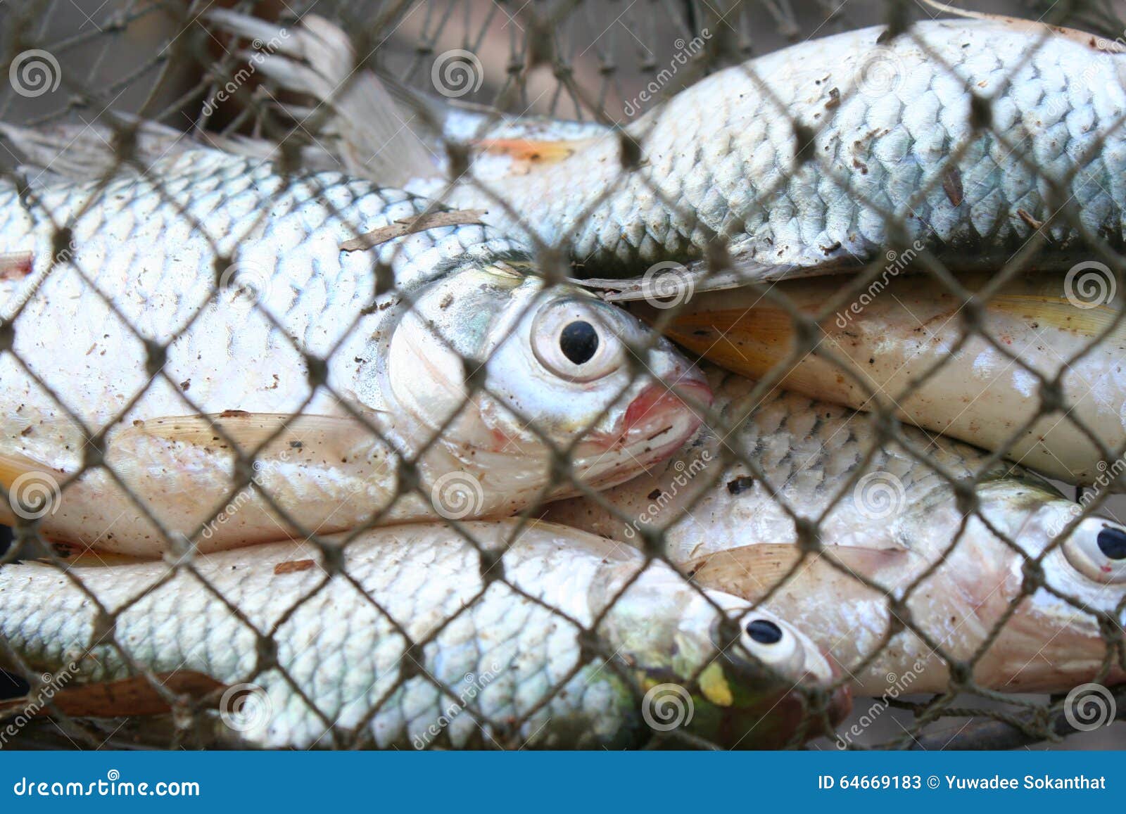 Fishes in the creel stock image. Image of closeup, sport - 64669183