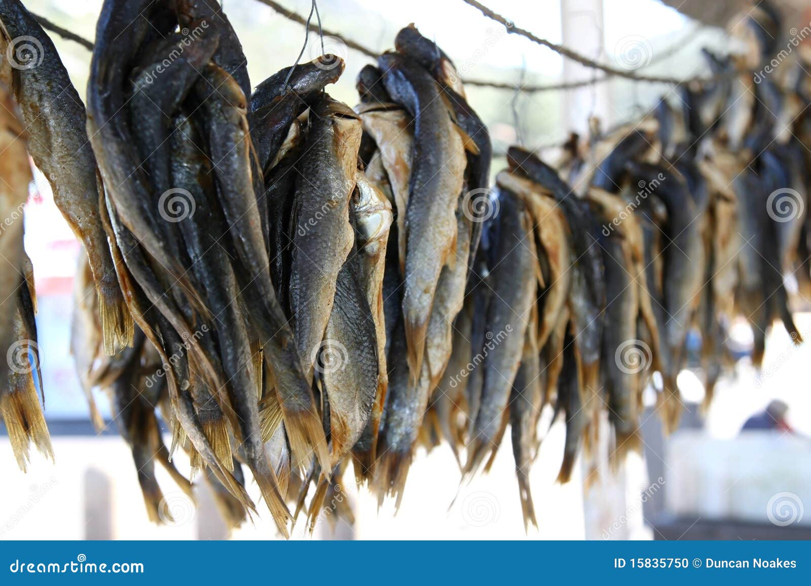 Fishes Drying stock photo. Image of hanging, group, sale - 15835750
