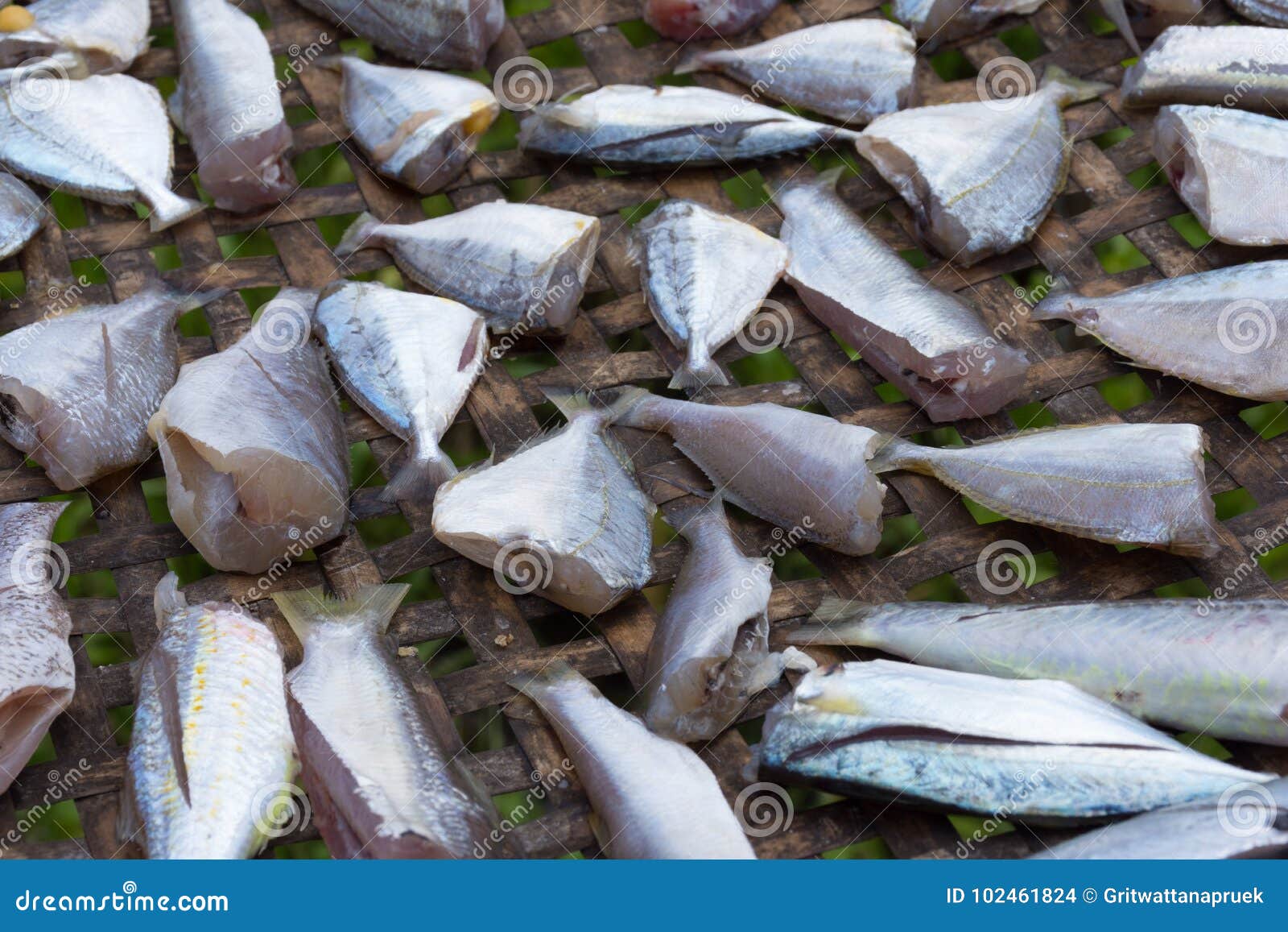 Sun-dried Fish stock photo. Image of salted, fish, small - 102461824