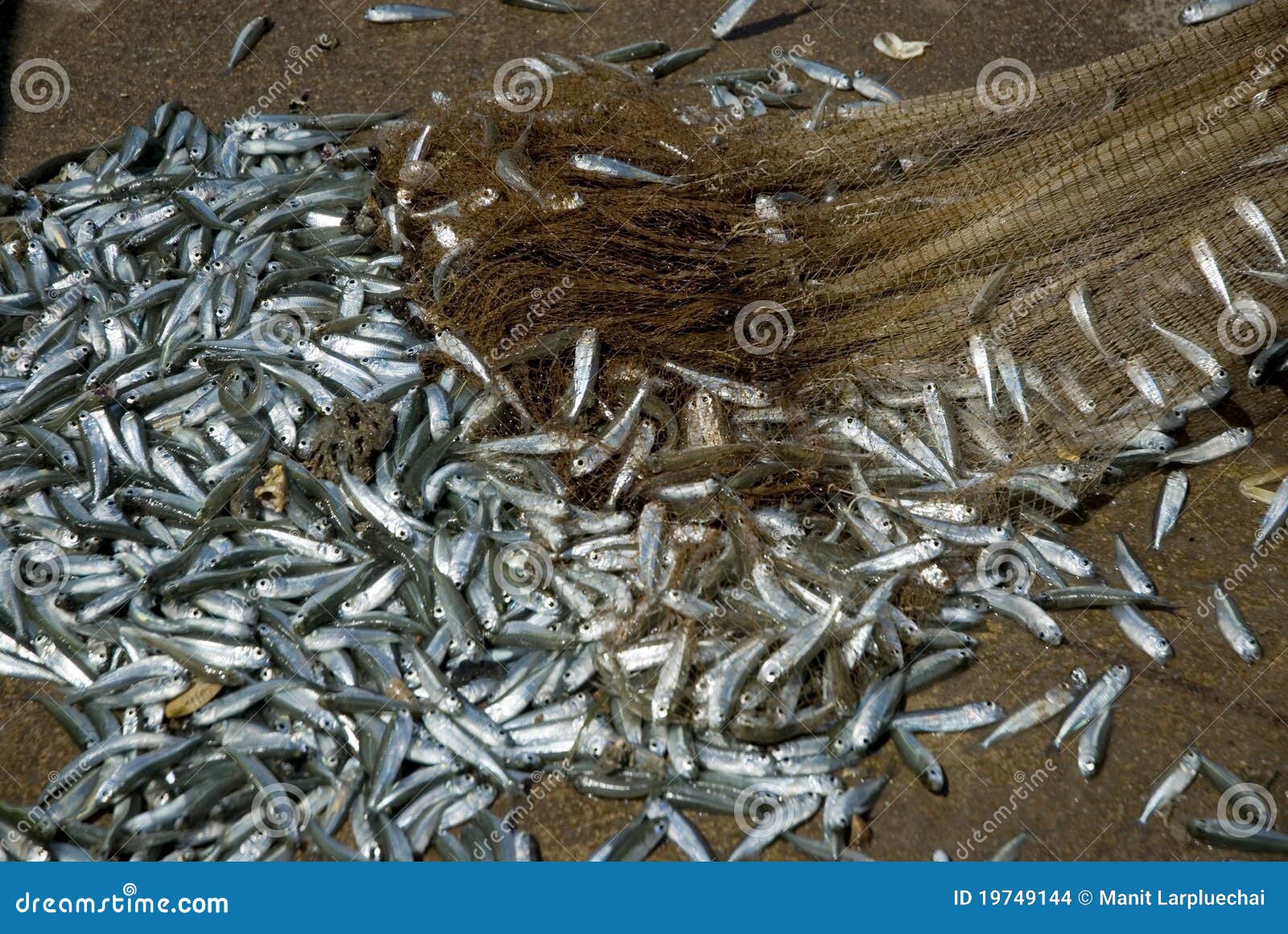 Fishes and fishnet. stock photo. Image of catch, background - 19749144