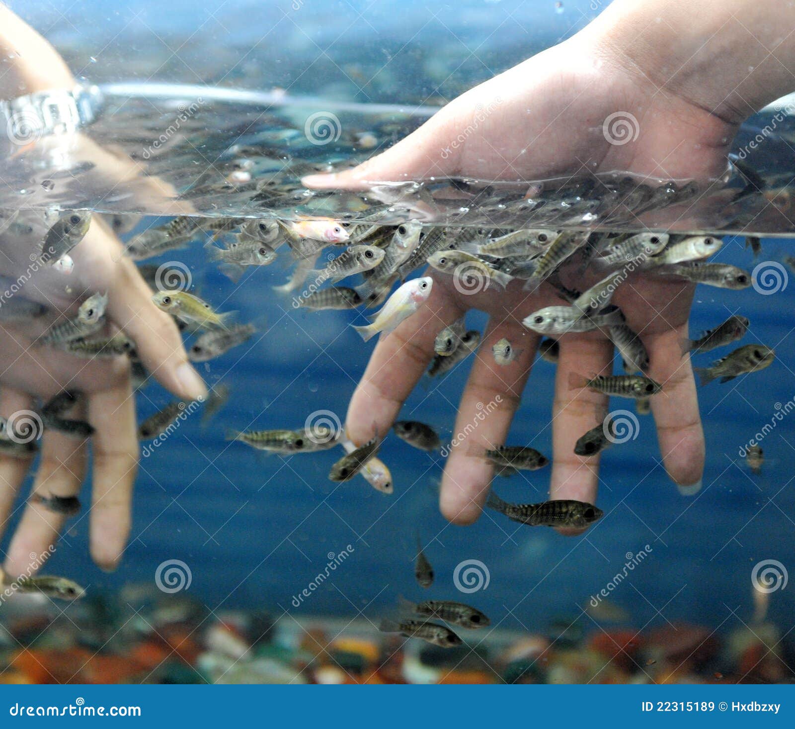 Fishes in hands stock image. Image of luxury, small, beautiful - 22315189